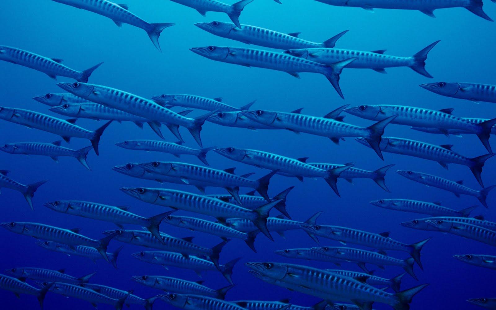 Sea Animal PC Wallpapers - Top Free Sea Animal PC Backgrounds ...