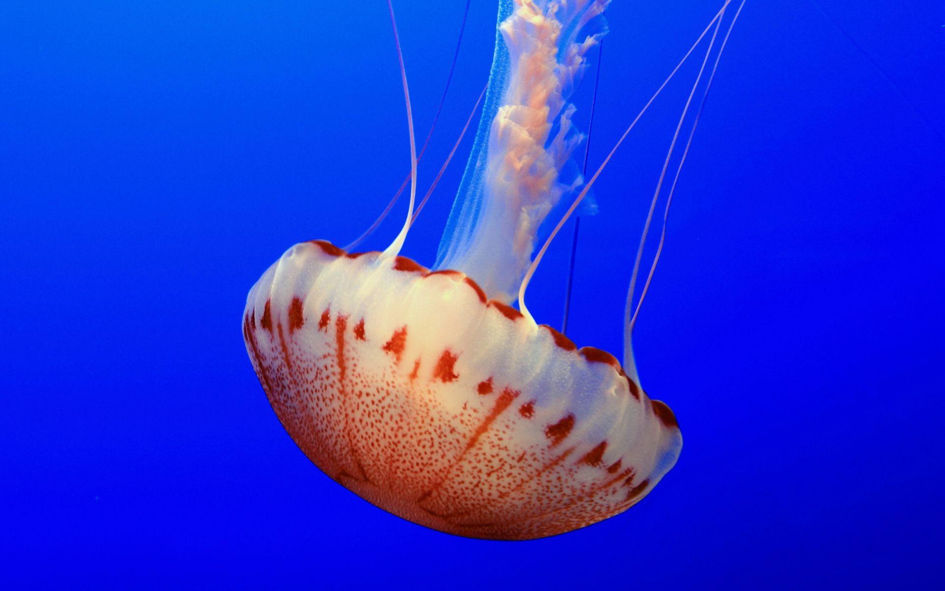 Sea Animal PC Wallpapers - Top Free Sea Animal PC Backgrounds ...