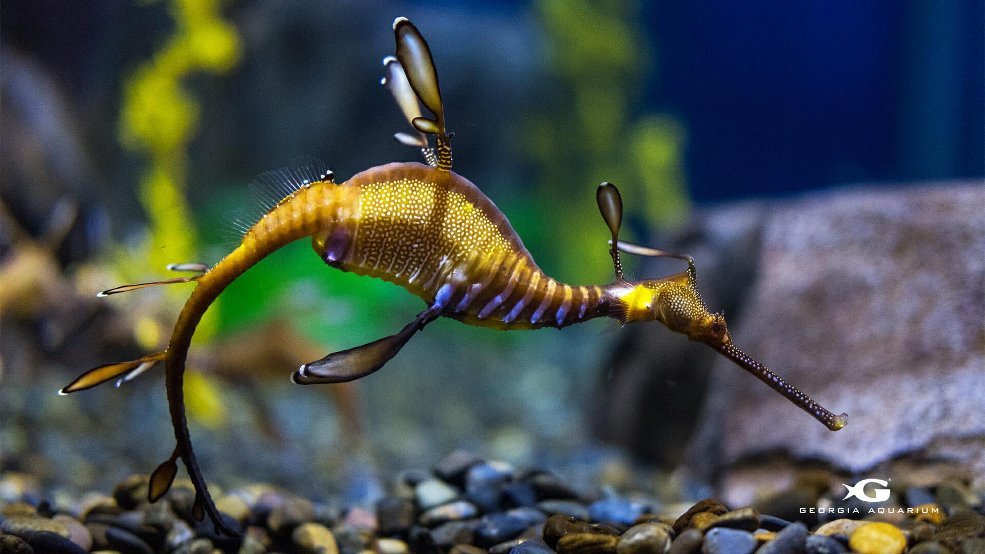 Sea Animal PC Wallpapers - Top Free Sea Animal PC Backgrounds ...