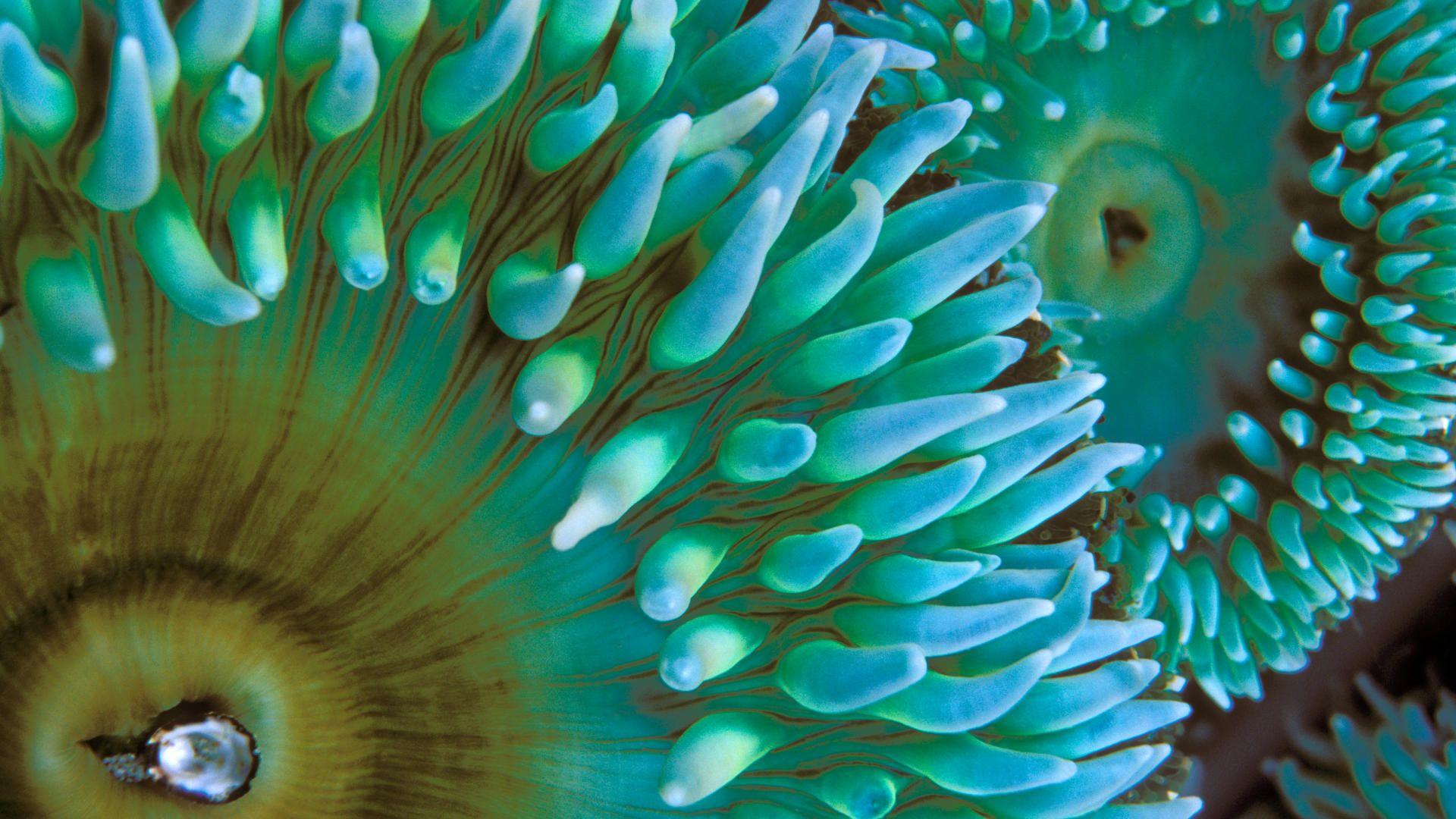 Sea Animal PC Wallpapers - Top Free Sea Animal PC Backgrounds ...