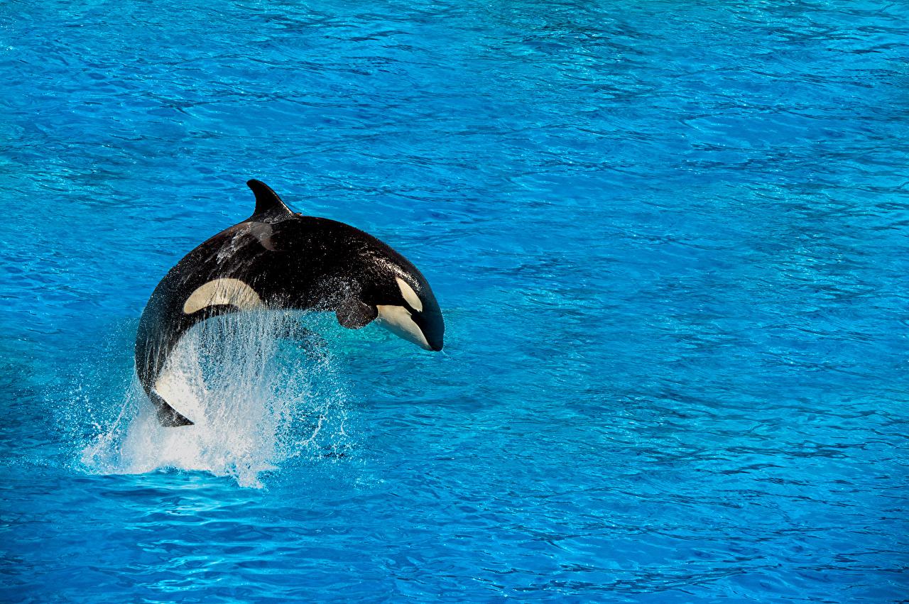 Sea Animal PC Wallpapers - Top Free Sea Animal PC Backgrounds ...