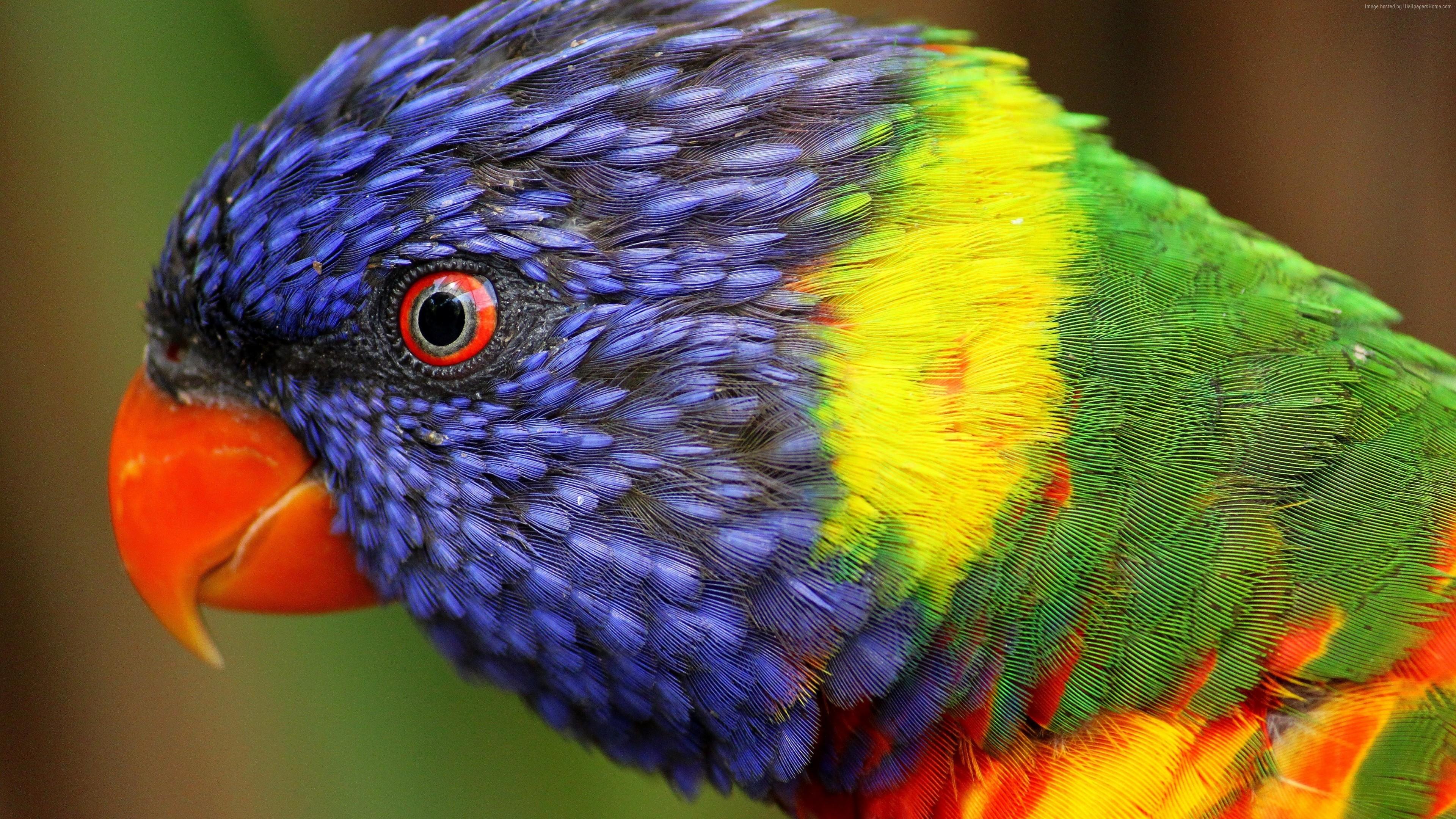 Colorful Animals Wallpapers - Top Free Colorful Animals Backgrounds ...