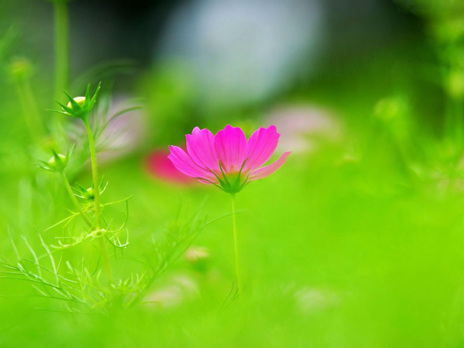 Little Flowers Wallpapers - Top Free Little Flowers Backgrounds ...