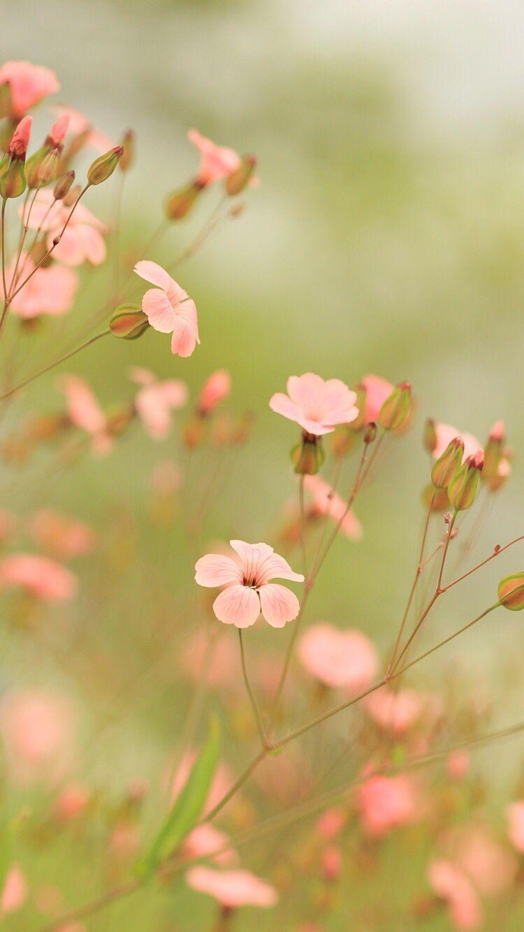 Little Flowers Wallpapers - Top Free Little Flowers Backgrounds ...