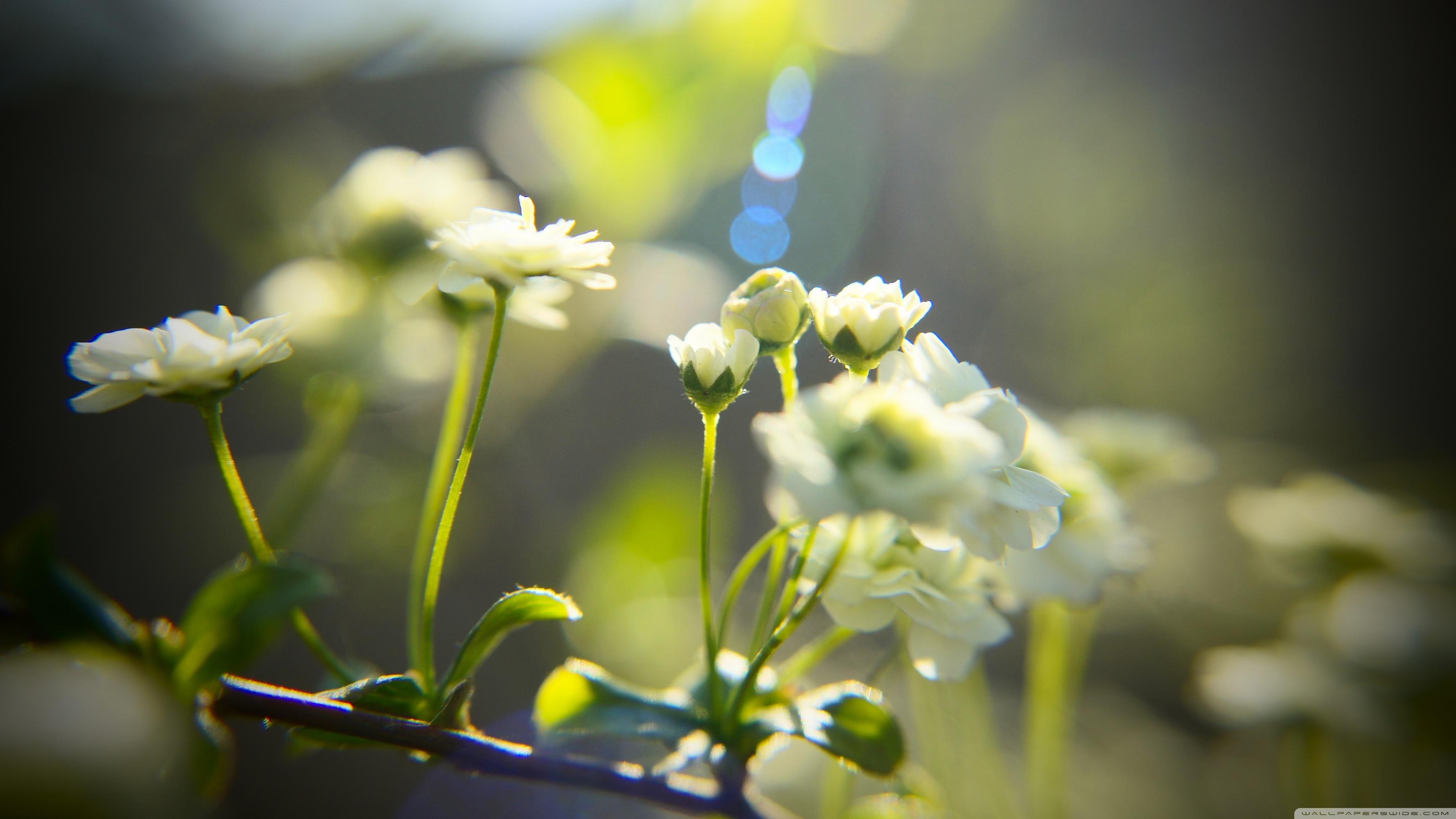 Little Flowers Wallpapers - Top Free Little Flowers Backgrounds ...