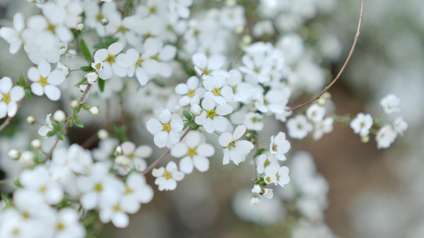 Little Flowers Wallpapers - Top Free Little Flowers Backgrounds ...