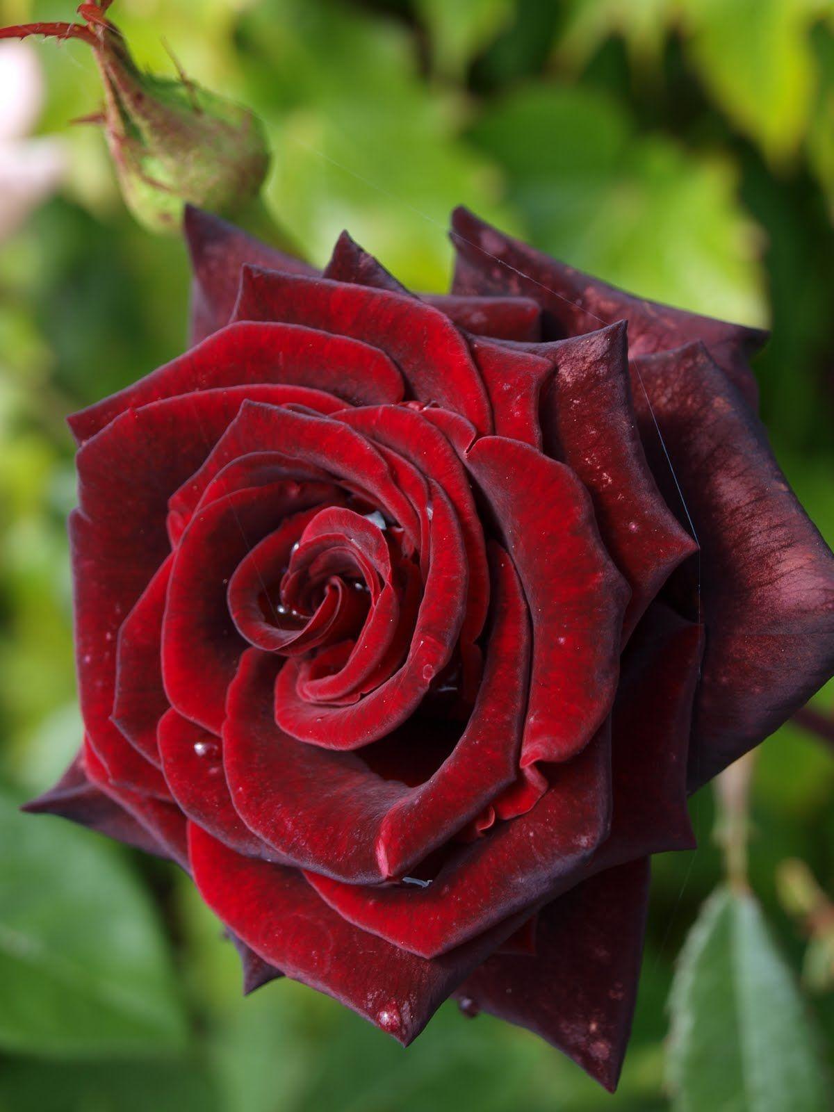 Velvet Flower Wallpapers - Top Free Velvet Flower Backgrounds ...