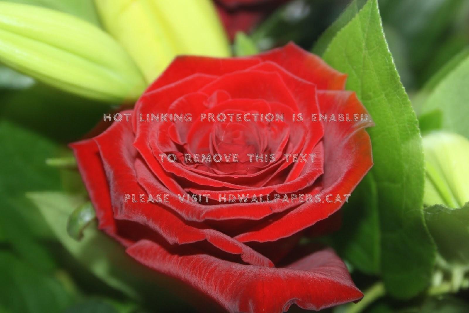 Velvet Flower Wallpapers - Top Free Velvet Flower Backgrounds ...