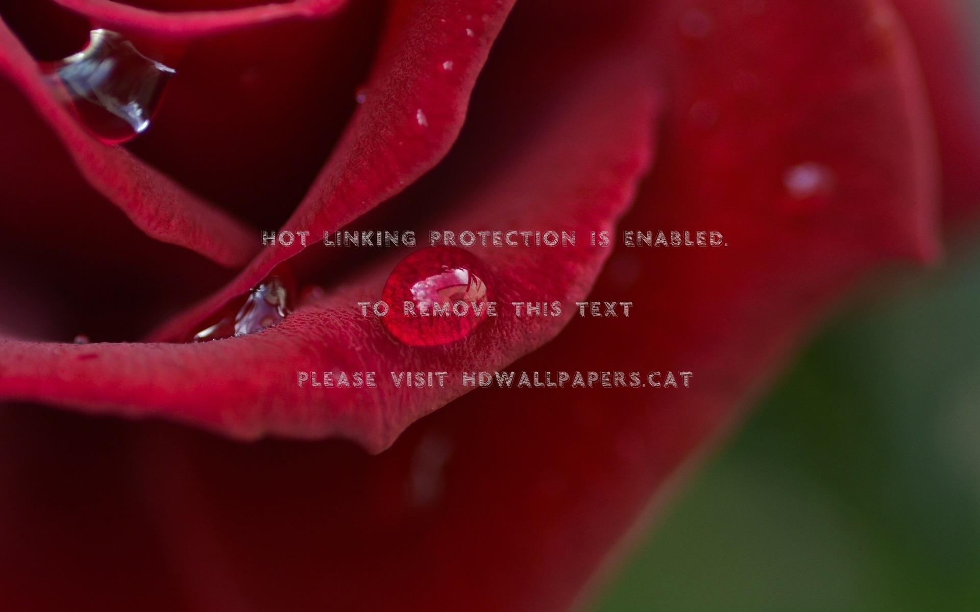 Velvet Flower Wallpapers - Top Free Velvet Flower Backgrounds ...