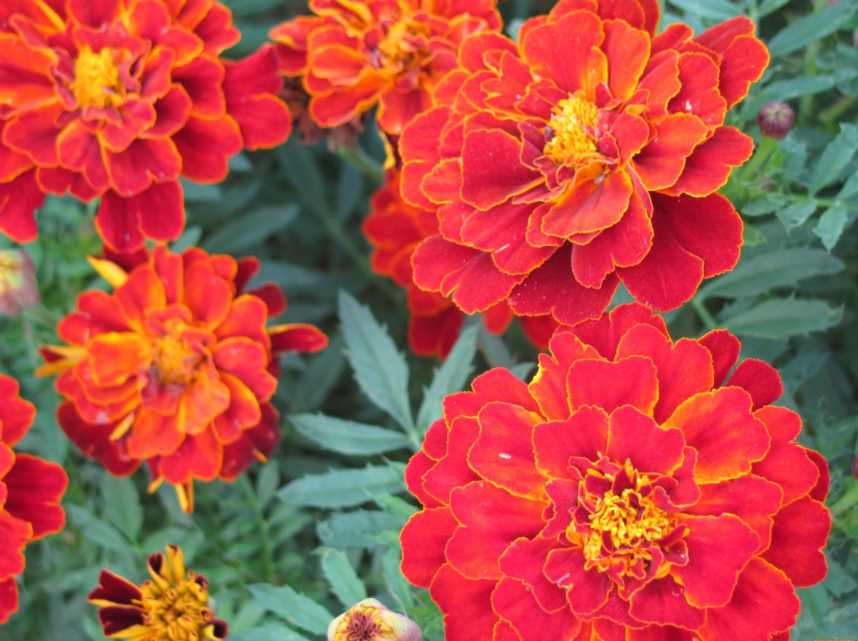 Velvet Flower Wallpapers - Top Free Velvet Flower Backgrounds ...