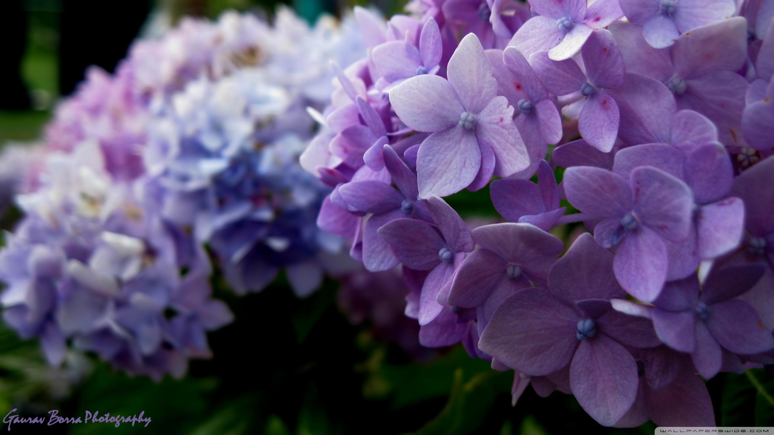 Velvet Flower Wallpapers - Top Free Velvet Flower Backgrounds ...