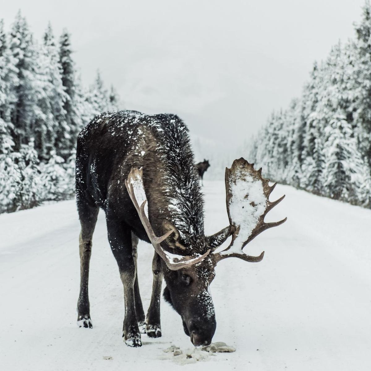 Moose in Snow Wallpapers - Top Free Moose in Snow Backgrounds ...