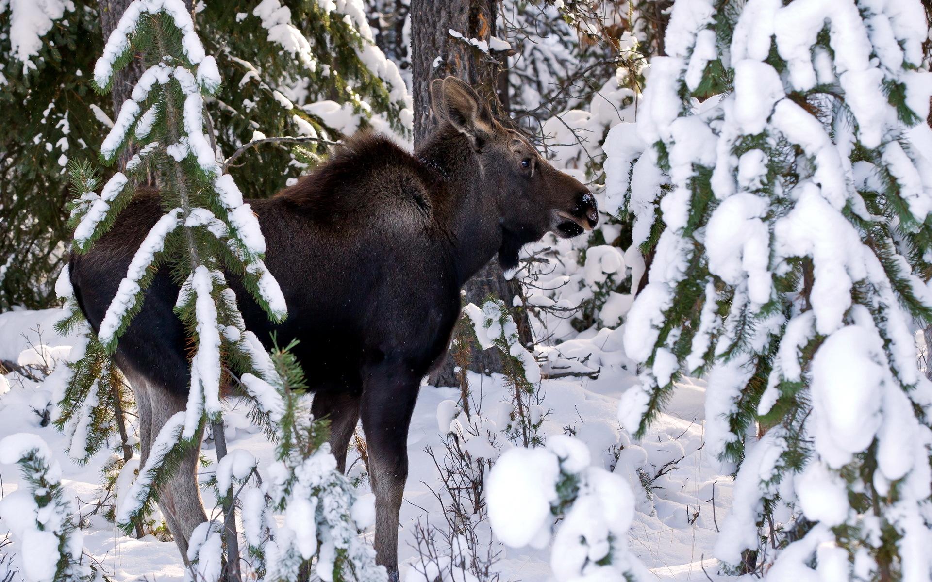 Moose in Snow Wallpapers - Top Free Moose in Snow Backgrounds ...