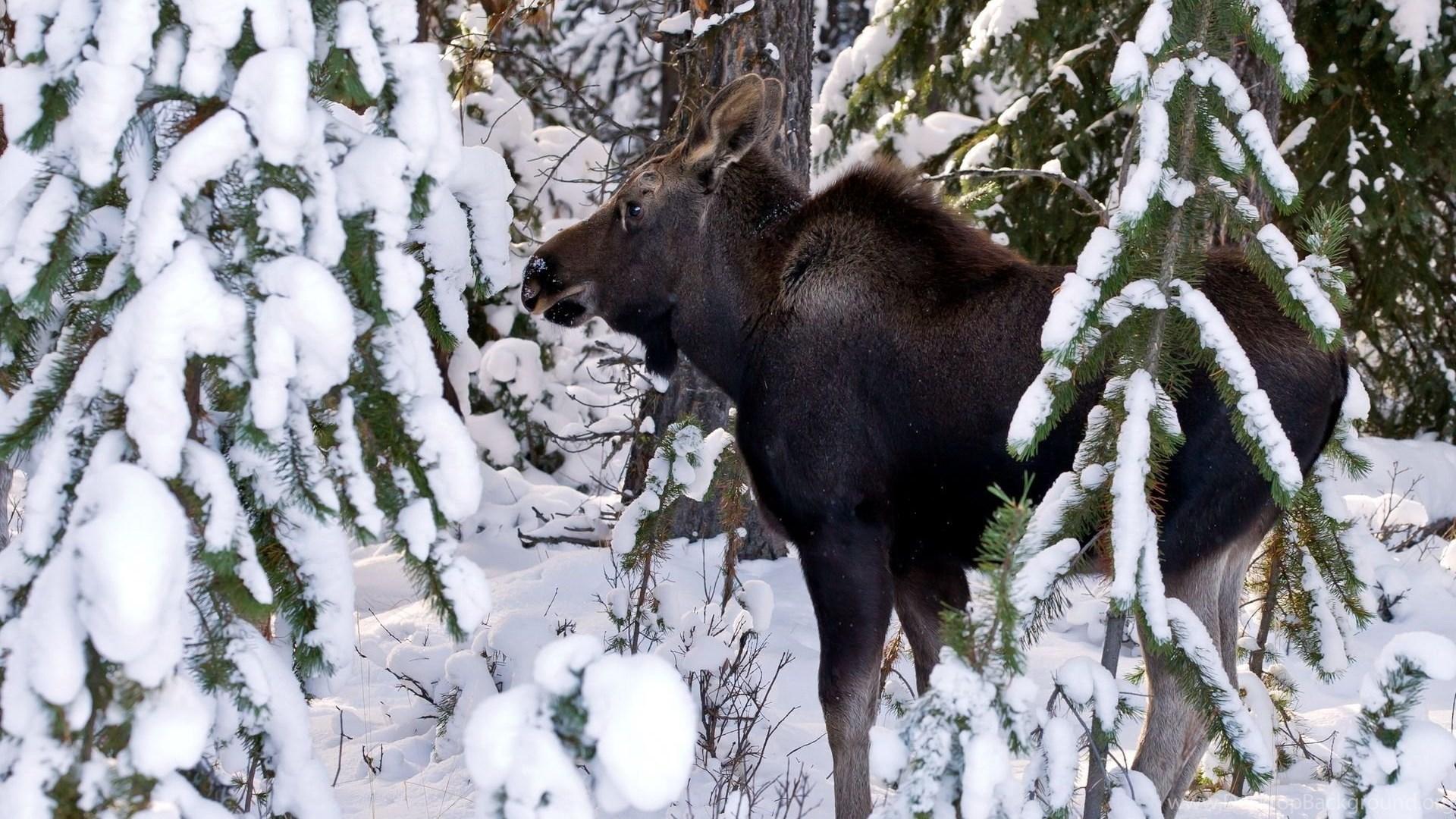 Moose in Snow Wallpapers - Top Free Moose in Snow Backgrounds ...