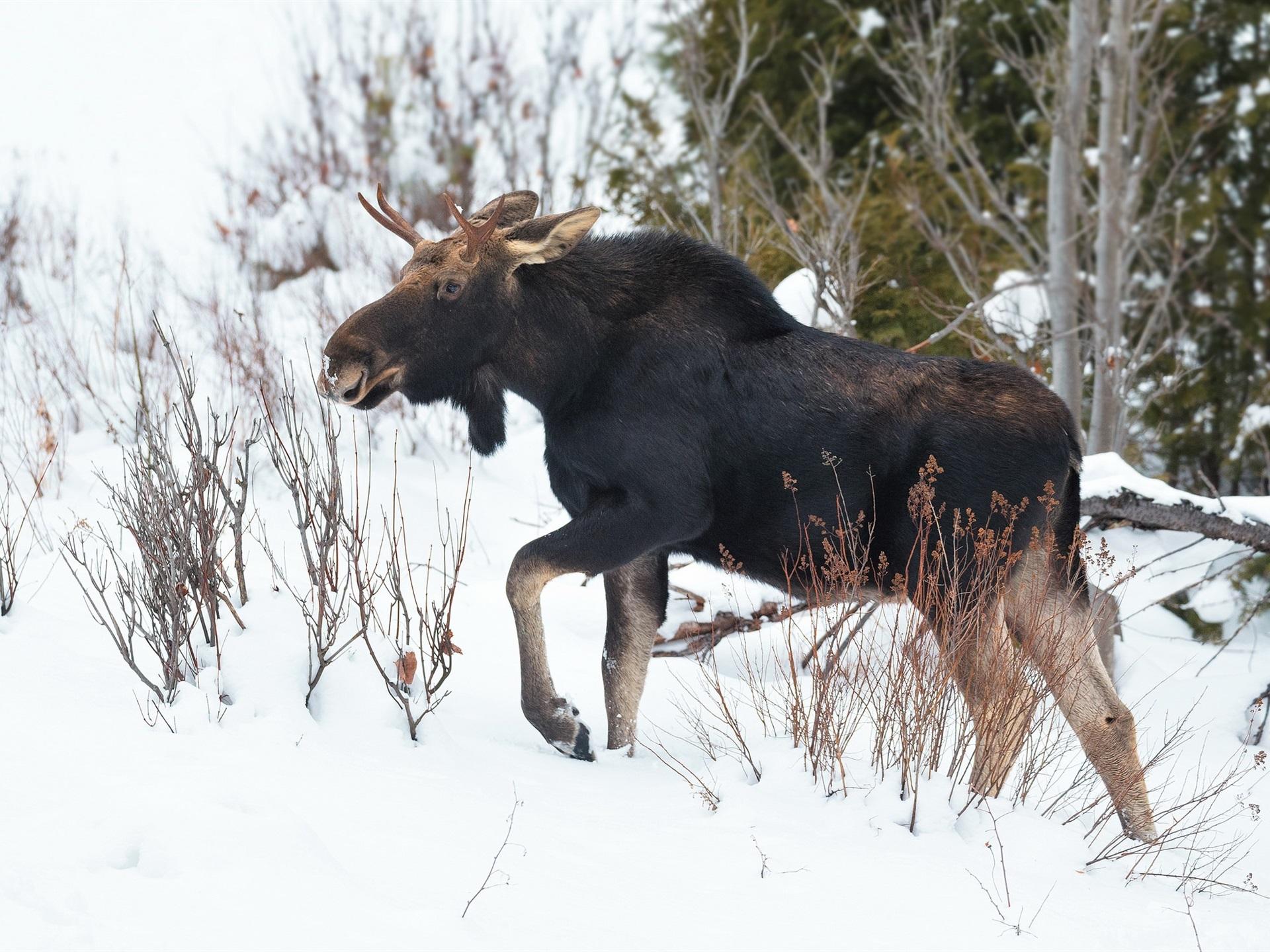 Moose in Snow Wallpapers - Top Free Moose in Snow Backgrounds ...