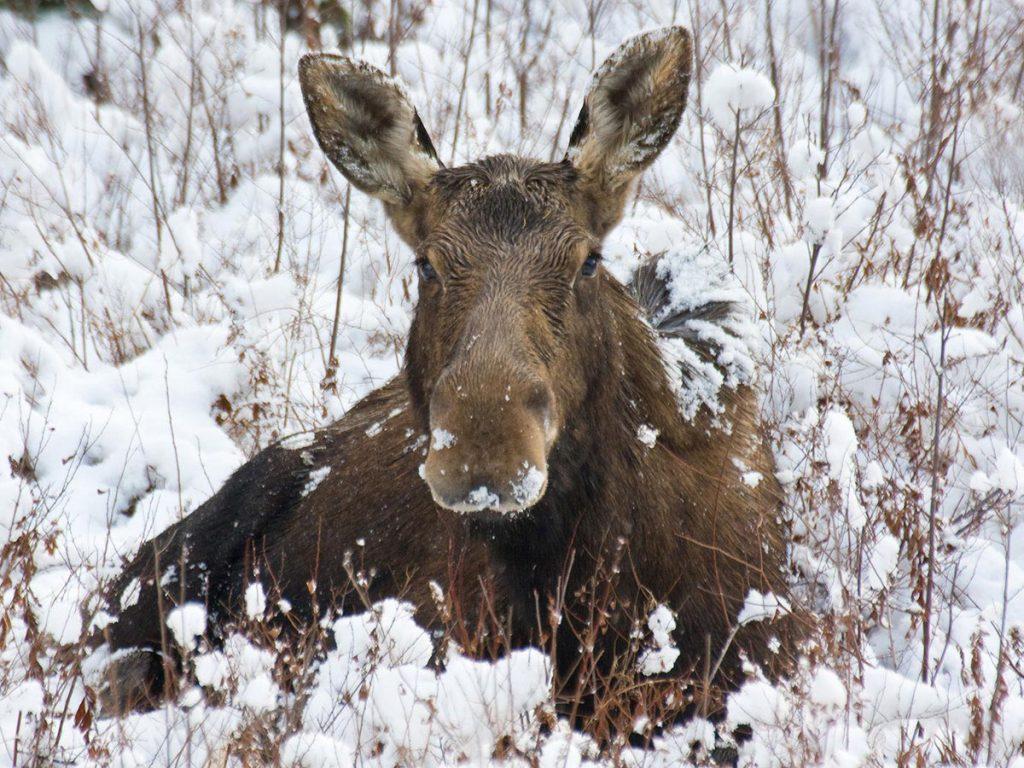 Moose in Snow Wallpapers - Top Free Moose in Snow Backgrounds ...