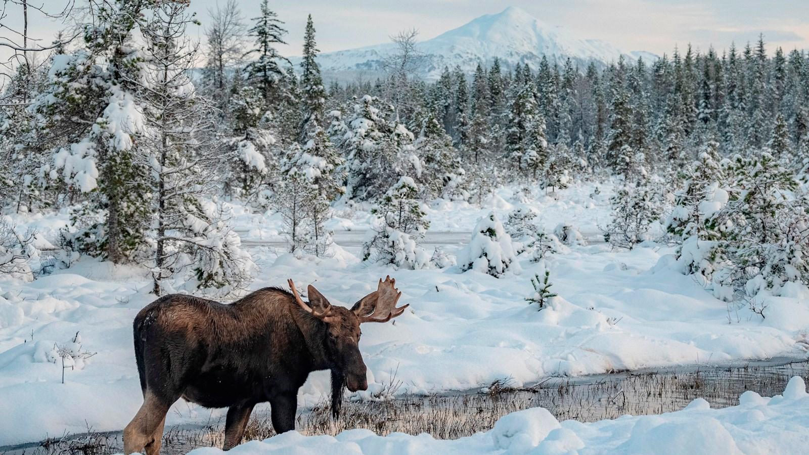 Moose in Snow Wallpapers - Top Free Moose in Snow Backgrounds ...