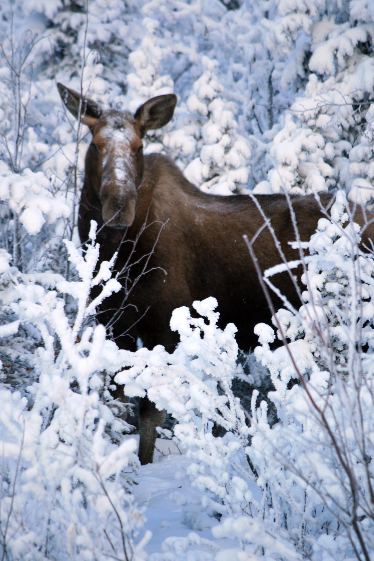 Winter Moose Wallpapers - Top Free Winter Moose Backgrounds ...