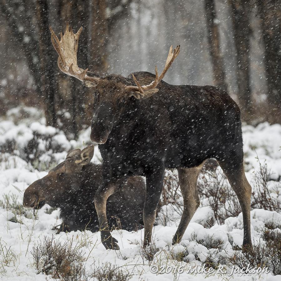 Moose in Snow Wallpapers - Top Free Moose in Snow Backgrounds ...