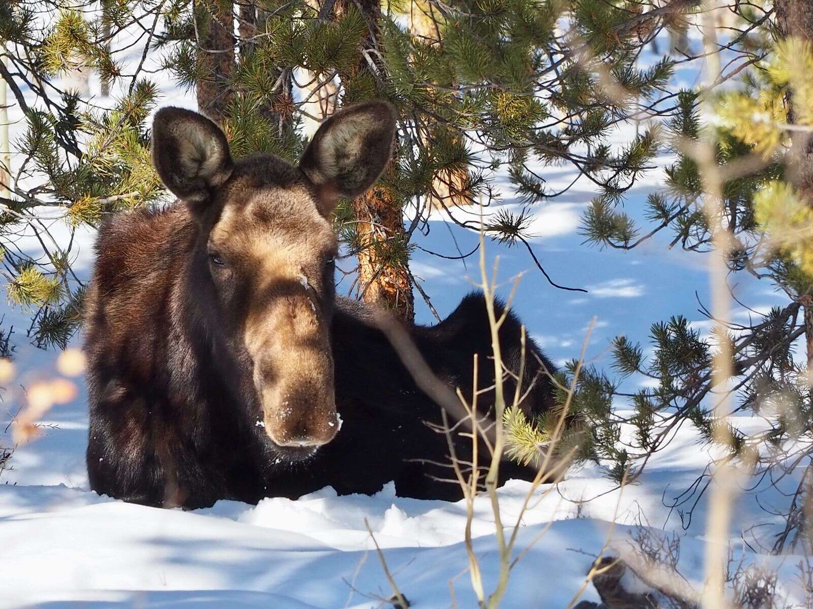 Moose in Snow Wallpapers - Top Free Moose in Snow Backgrounds ...