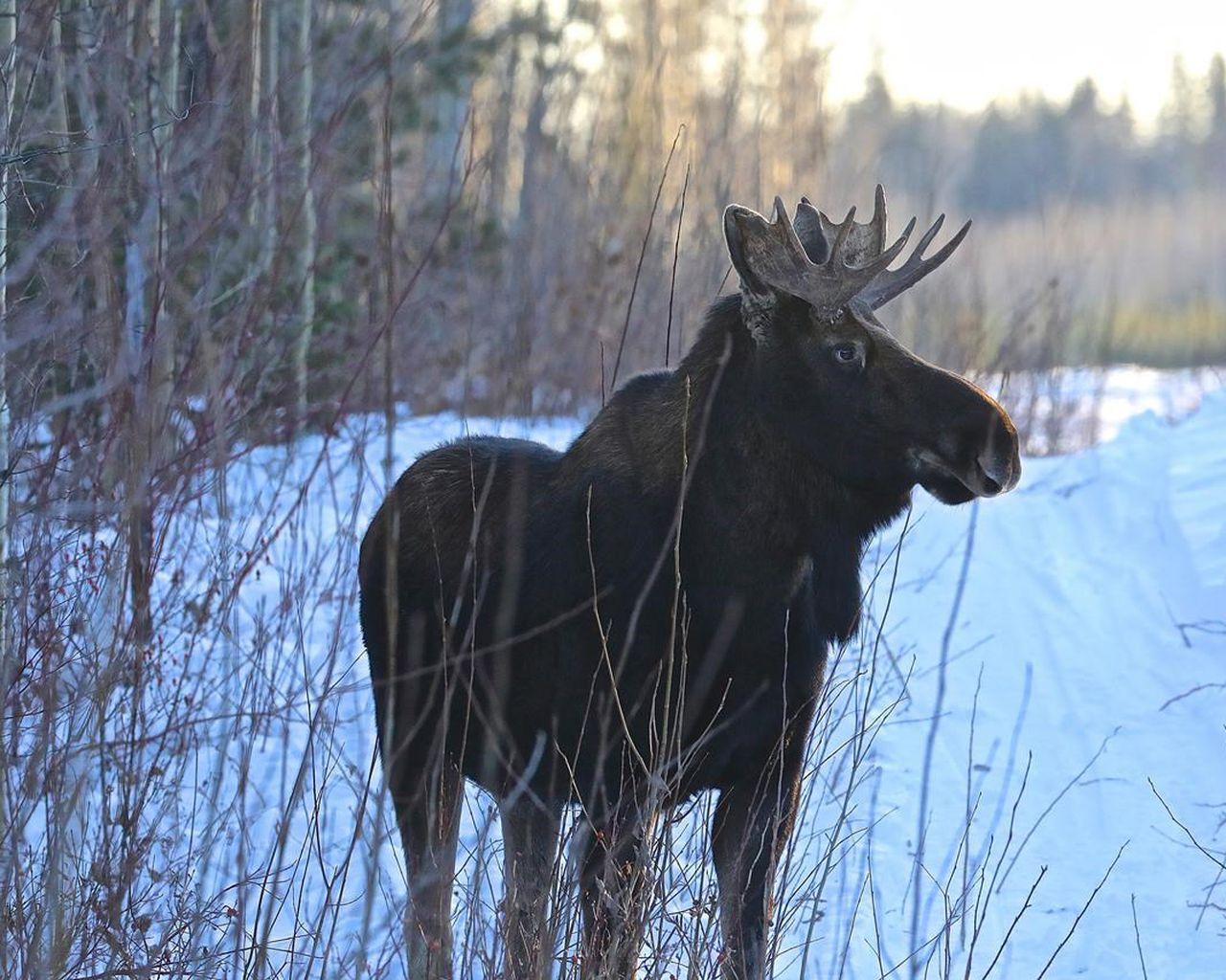 Moose in Snow Wallpapers - Top Free Moose in Snow Backgrounds ...