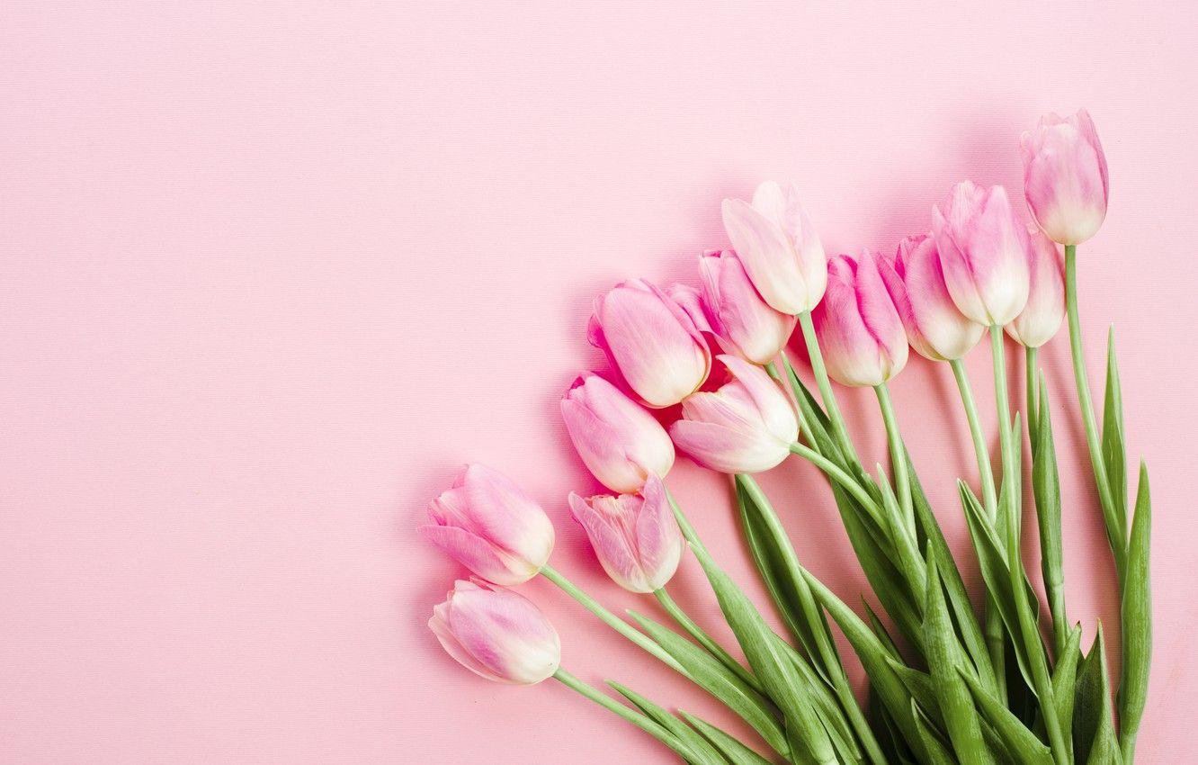 Pink Tulip Wallpapers - Top Free Pink Tulip Backgrounds - WallpaperAccess