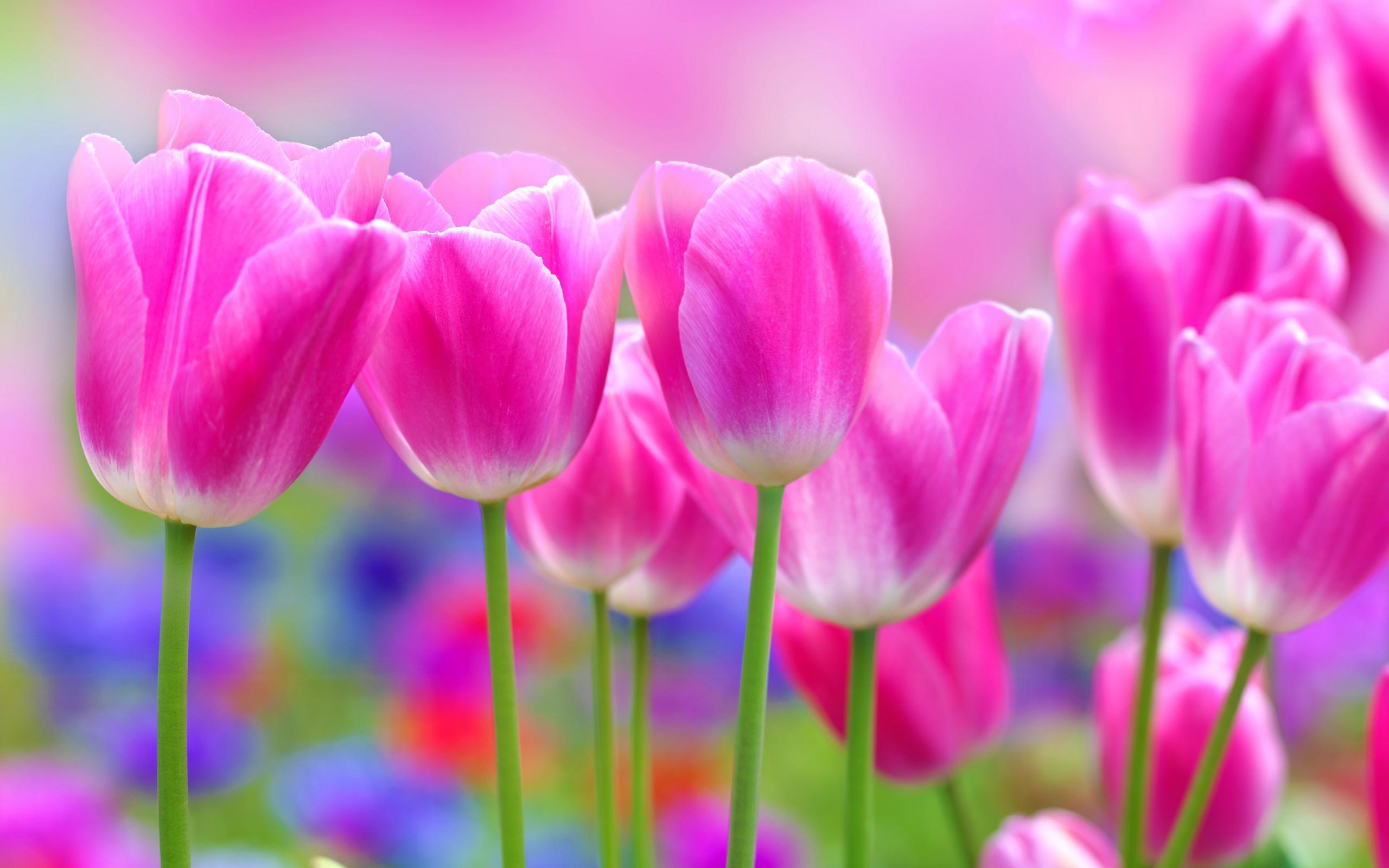 Pink Tulip Wallpapers - Top Free Pink Tulip Backgrounds - WallpaperAccess