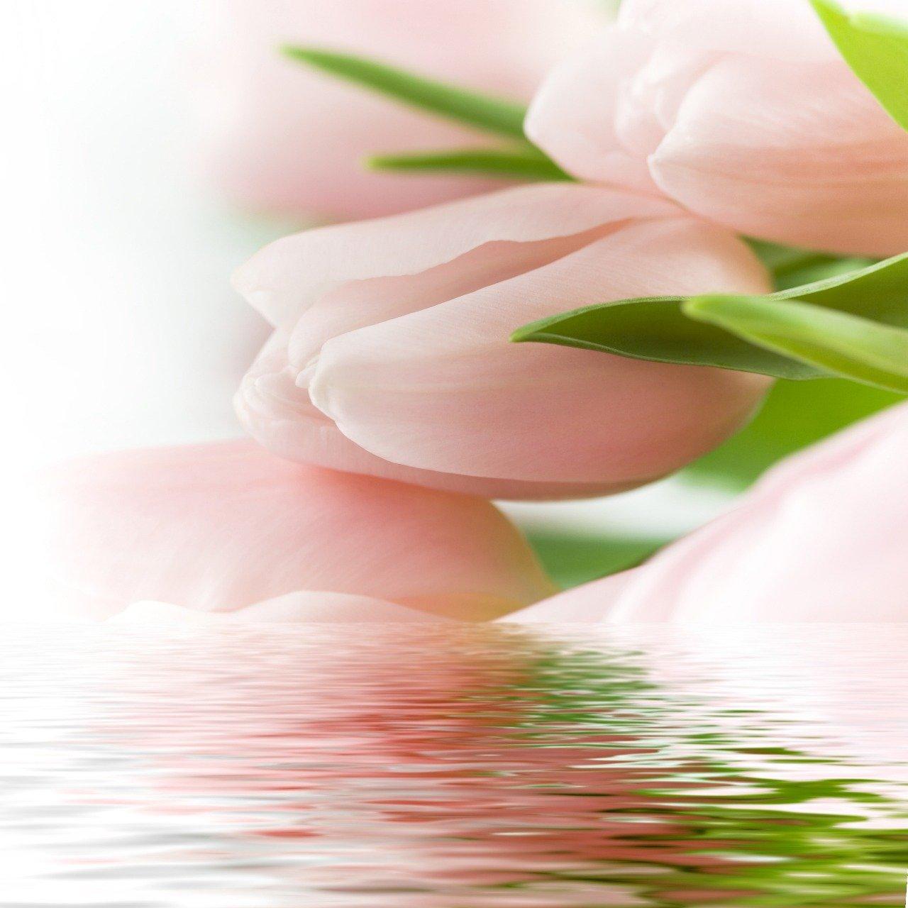 Pink Tulip Wallpapers - Top Free Pink Tulip Backgrounds - WallpaperAccess