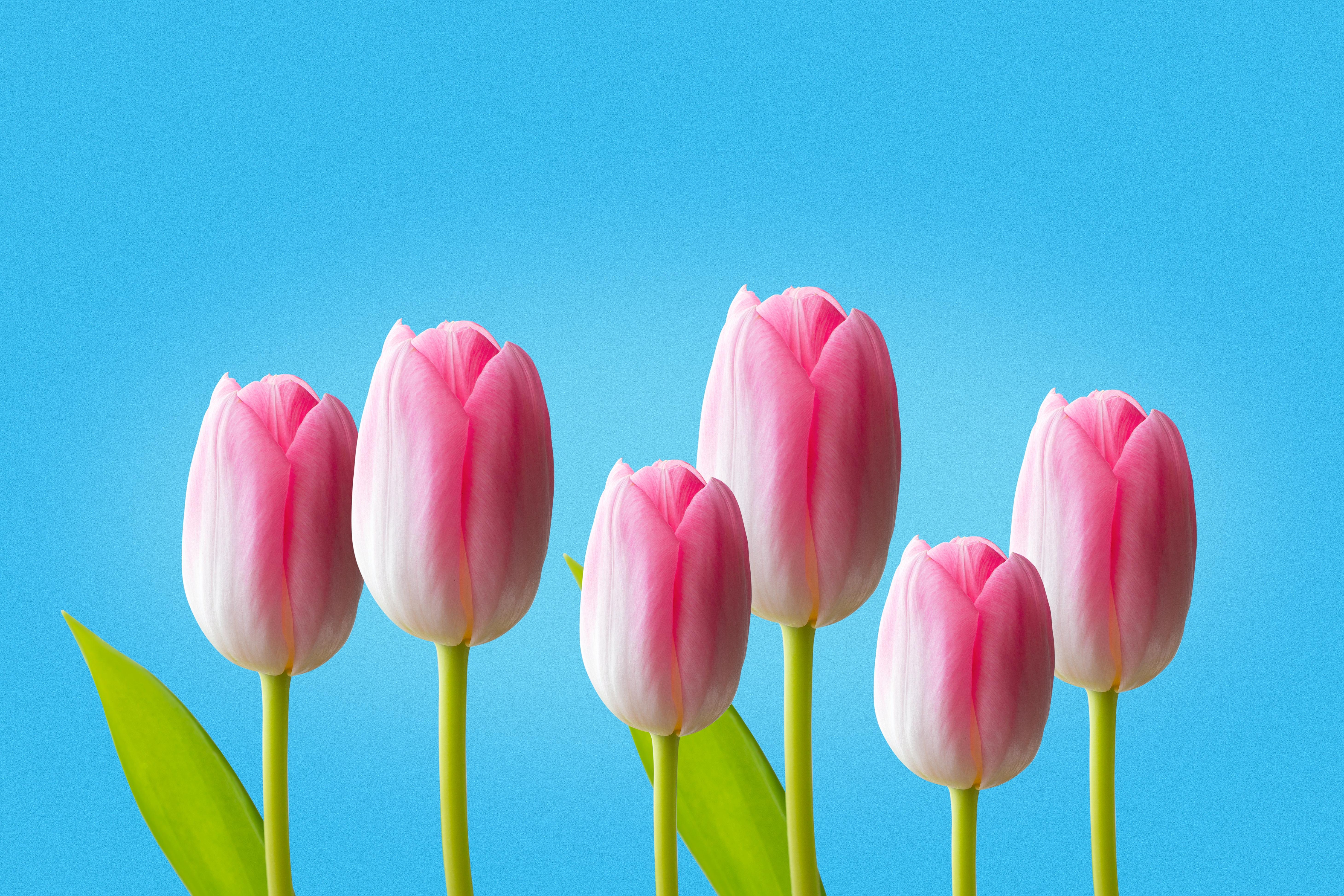Blue Tulips Wallpapers - Top Free Blue Tulips Backgrounds - WallpaperAccess