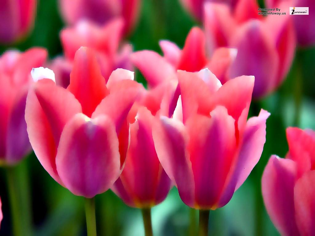 Pink Tulip Wallpapers - Top Free Pink Tulip Backgrounds - WallpaperAccess