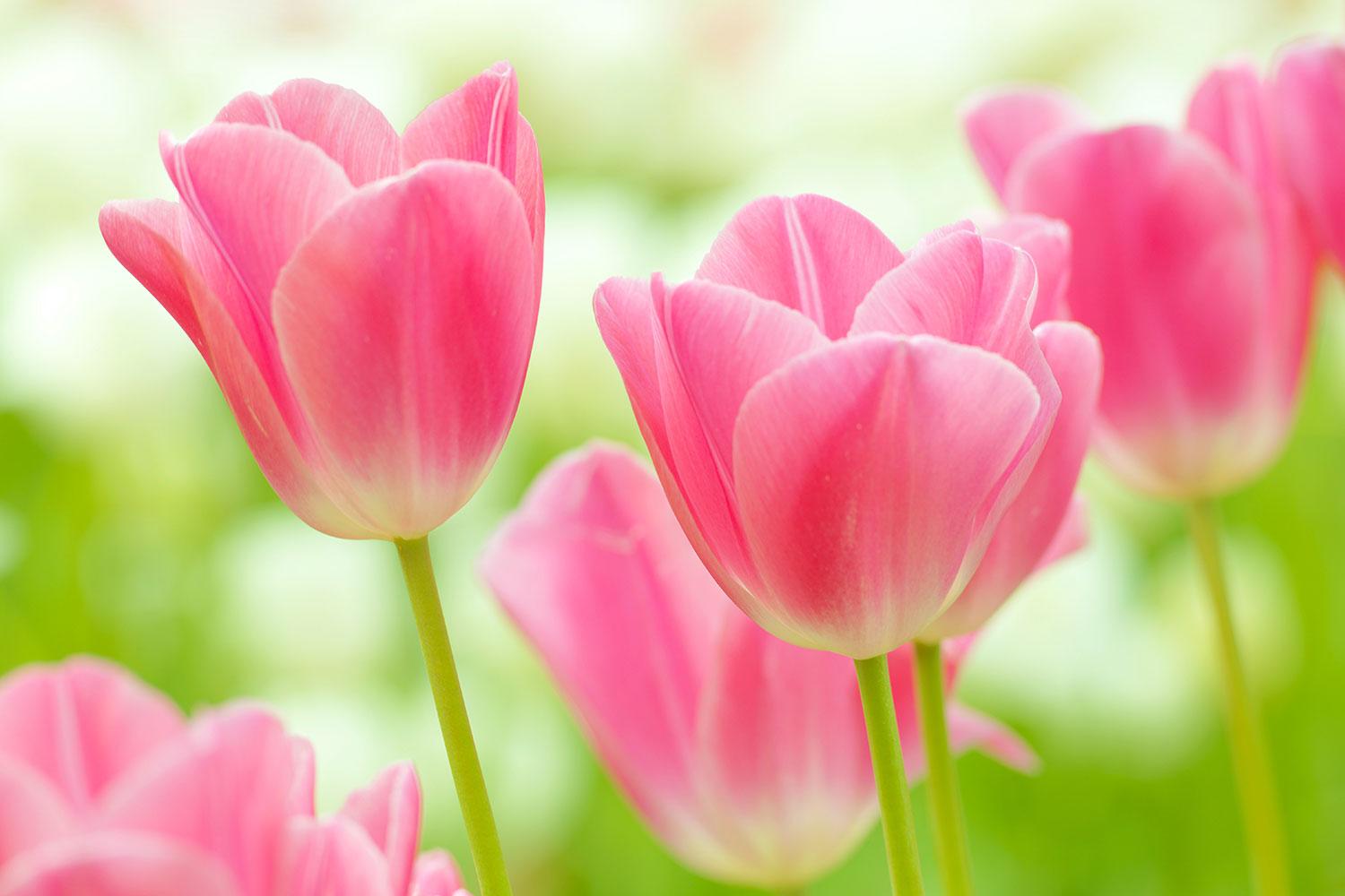 Pink Tulip Wallpapers - Top Free Pink Tulip Backgrounds - WallpaperAccess