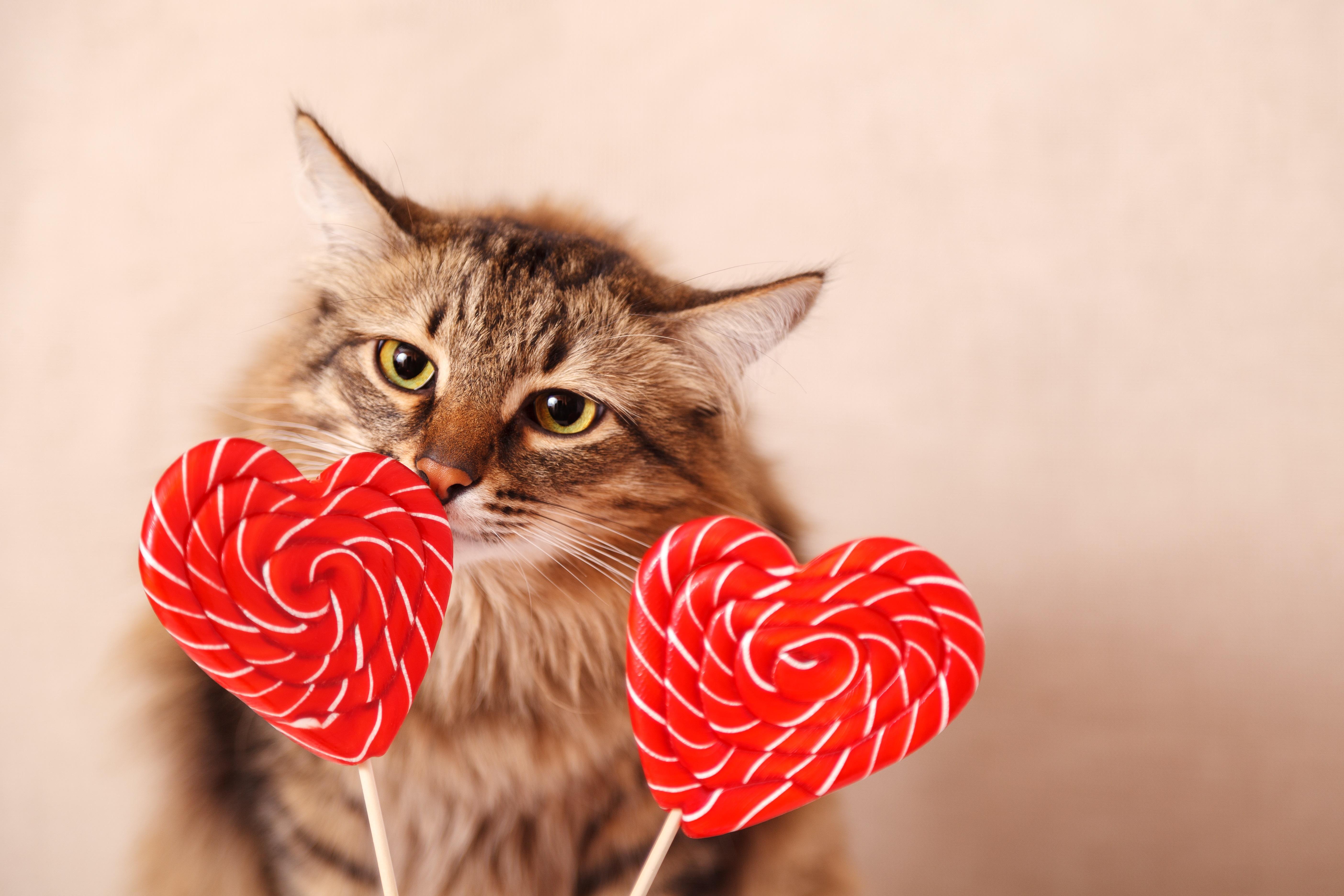 Valentine Cat Wallpapers - Top Free Valentine Cat Backgrounds ...