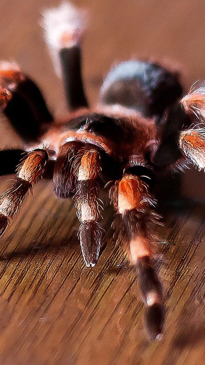 Scary Spider Wallpapers - Top Free Scary Spider Backgrounds ...