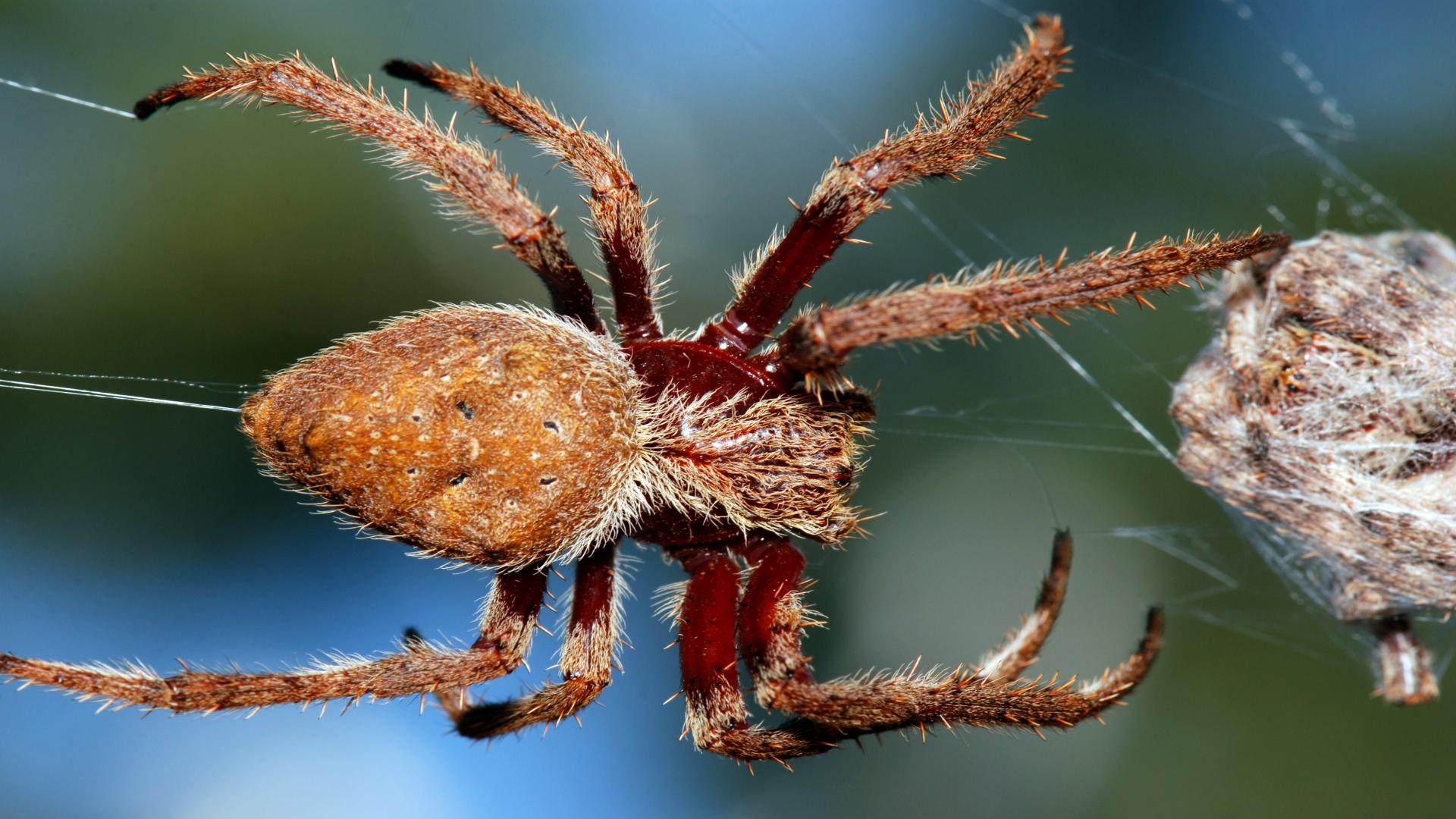 Scary Spider Wallpapers - Top Free Scary Spider Backgrounds ...