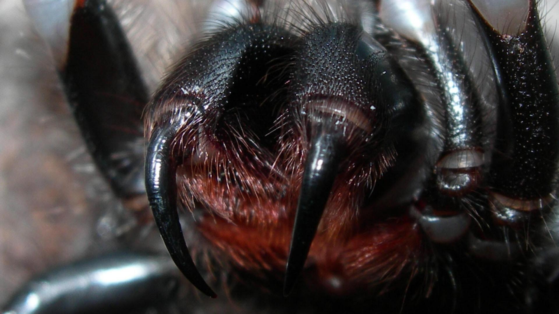 Scary Spider Wallpapers - Top Free Scary Spider Backgrounds ...