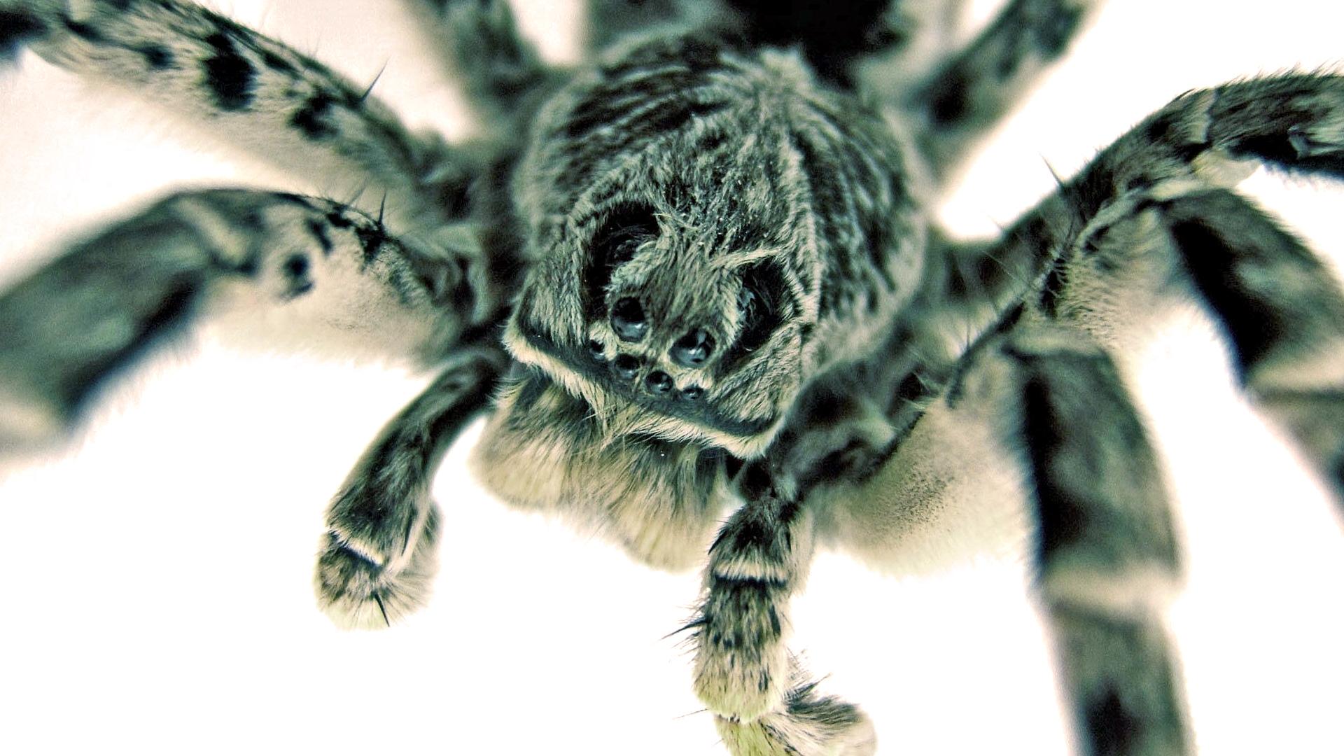 Scary Spider Wallpapers - Top Free Scary Spider Backgrounds ...