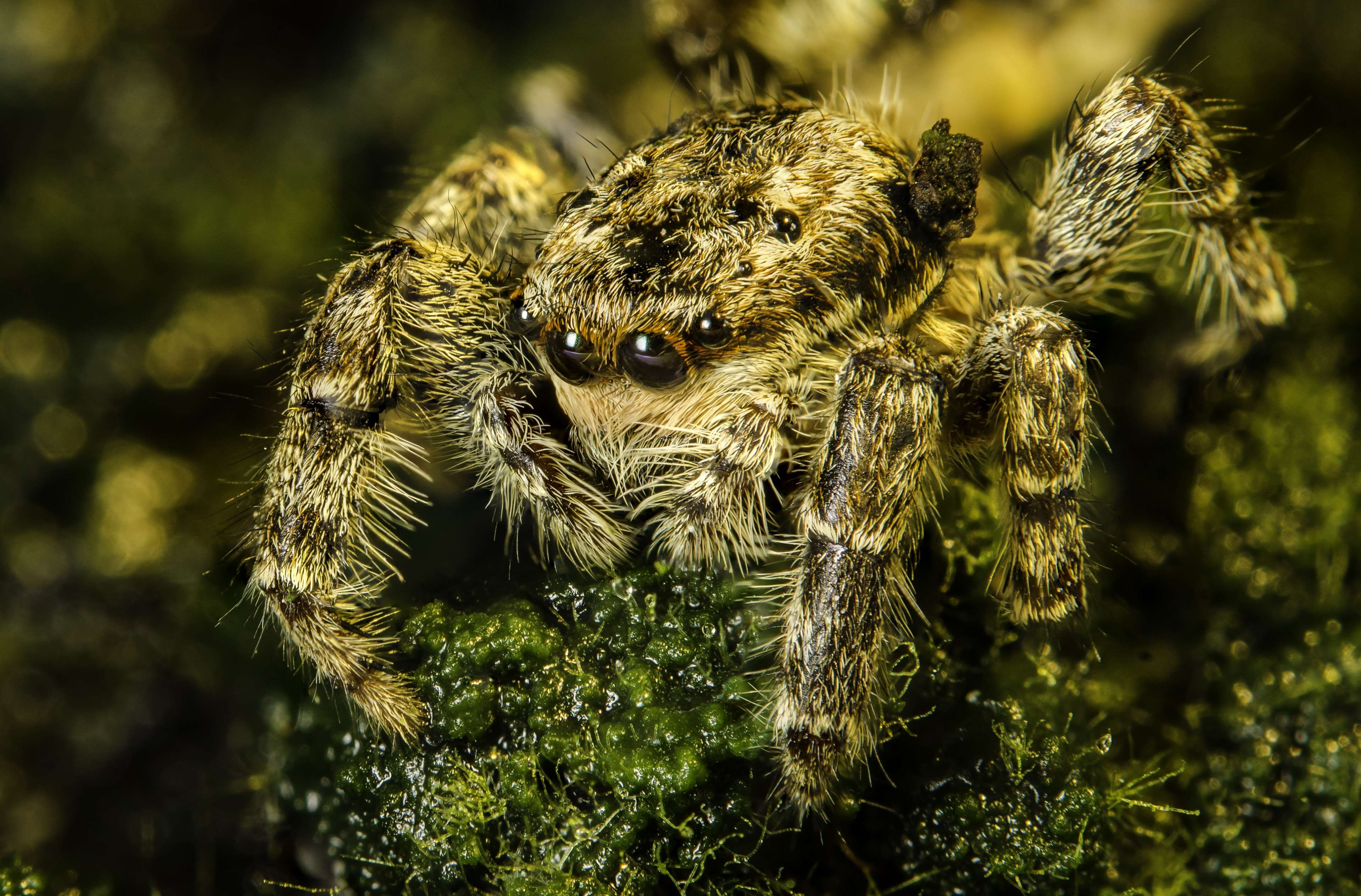 Scary Spider Wallpapers - Top Free Scary Spider Backgrounds ...
