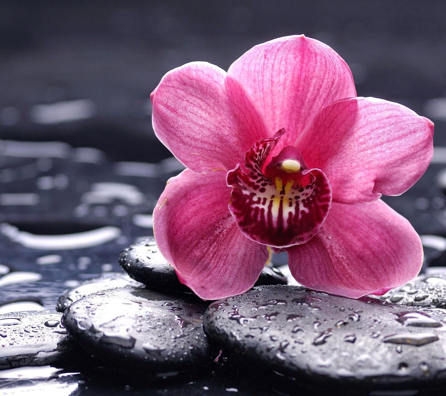 Peaceful Flowers Wallpapers - Top Free Peaceful Flowers Backgrounds ...