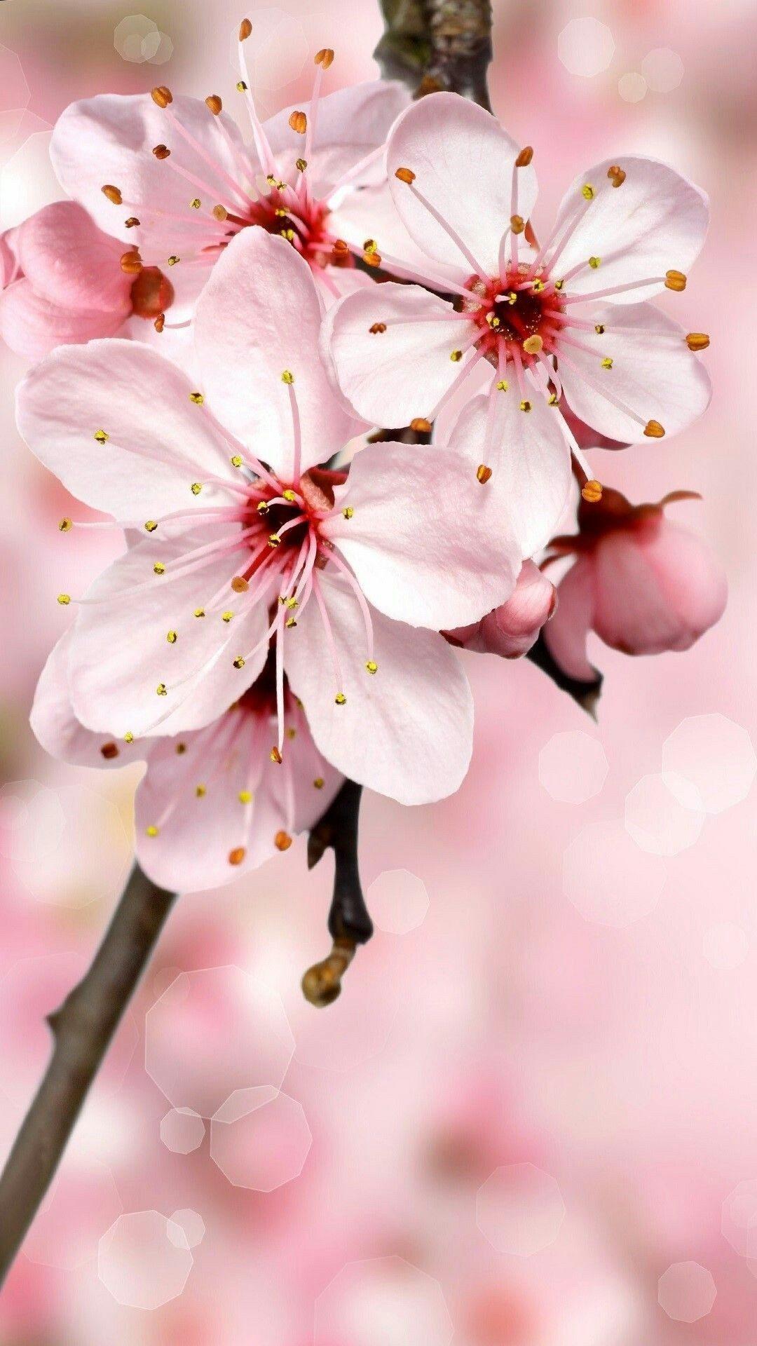 Aesthetic Cherry Blossom Wallpapers - Top Free Aesthetic Cherry Blossom ...