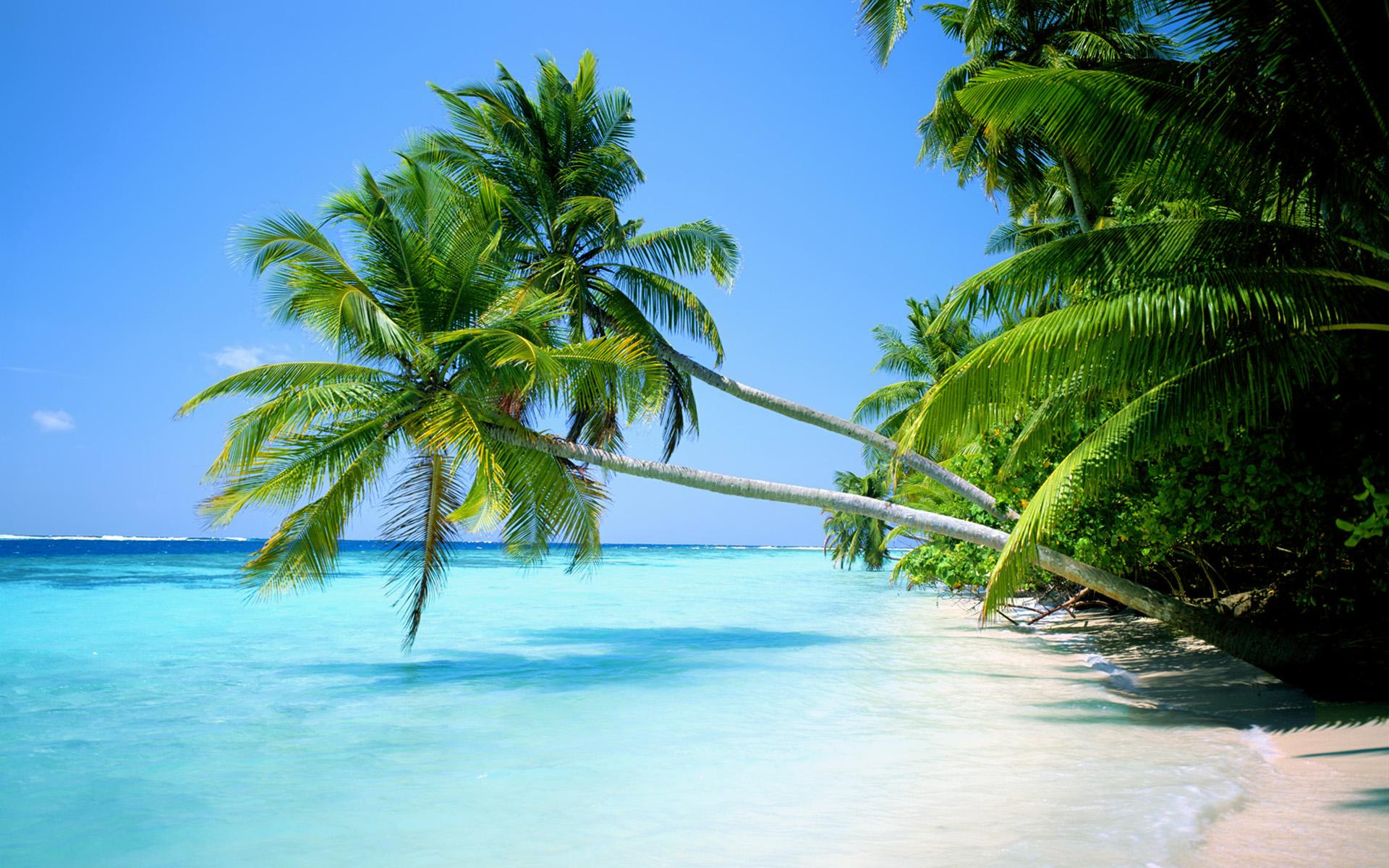 Summer Beach Palm Tree Wallpapers - Top Free Summer Beach Palm Tree ...