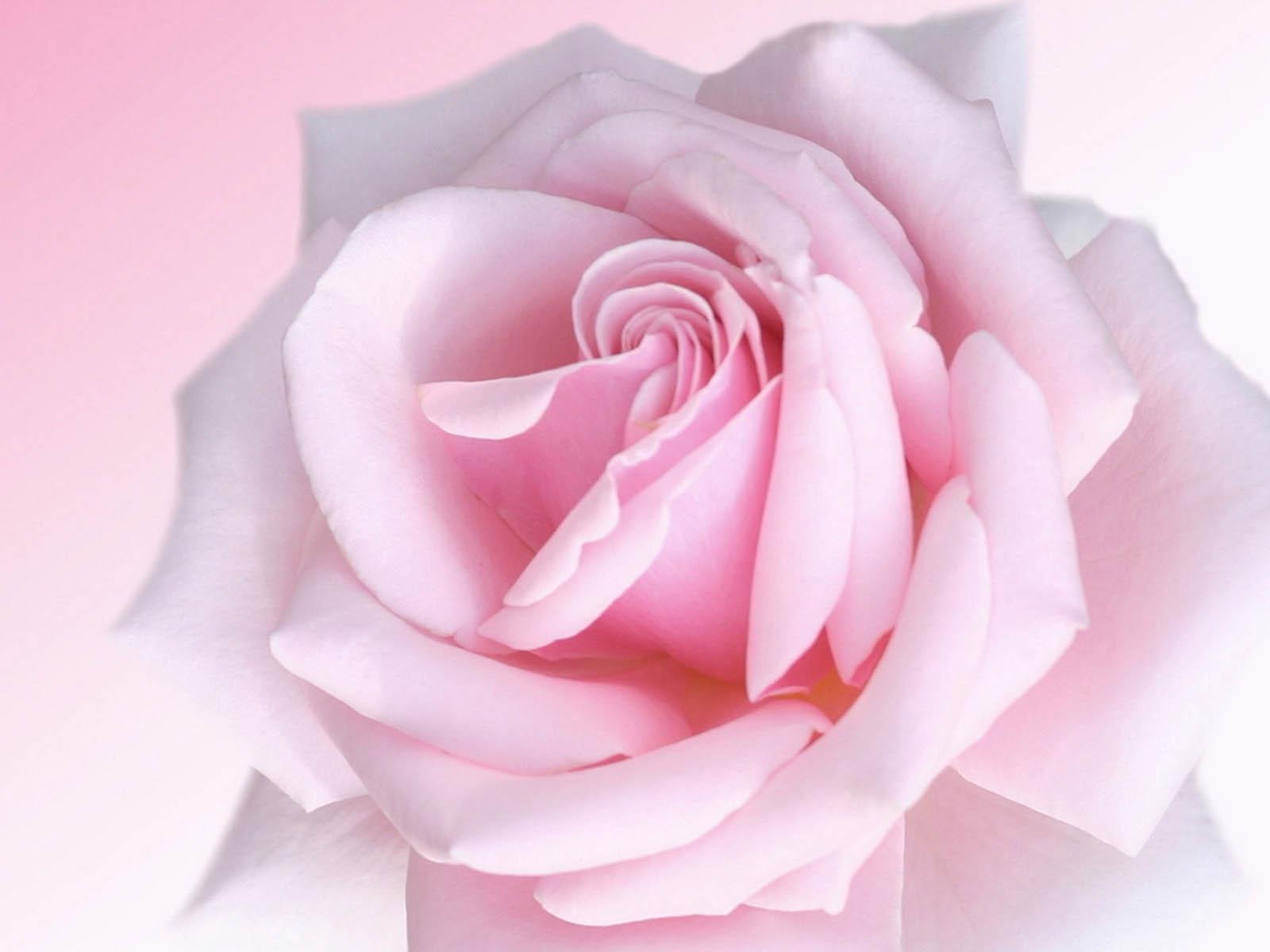 Beautiful Pink Roses Wallpapers - Top Free Beautiful Pink Roses ...