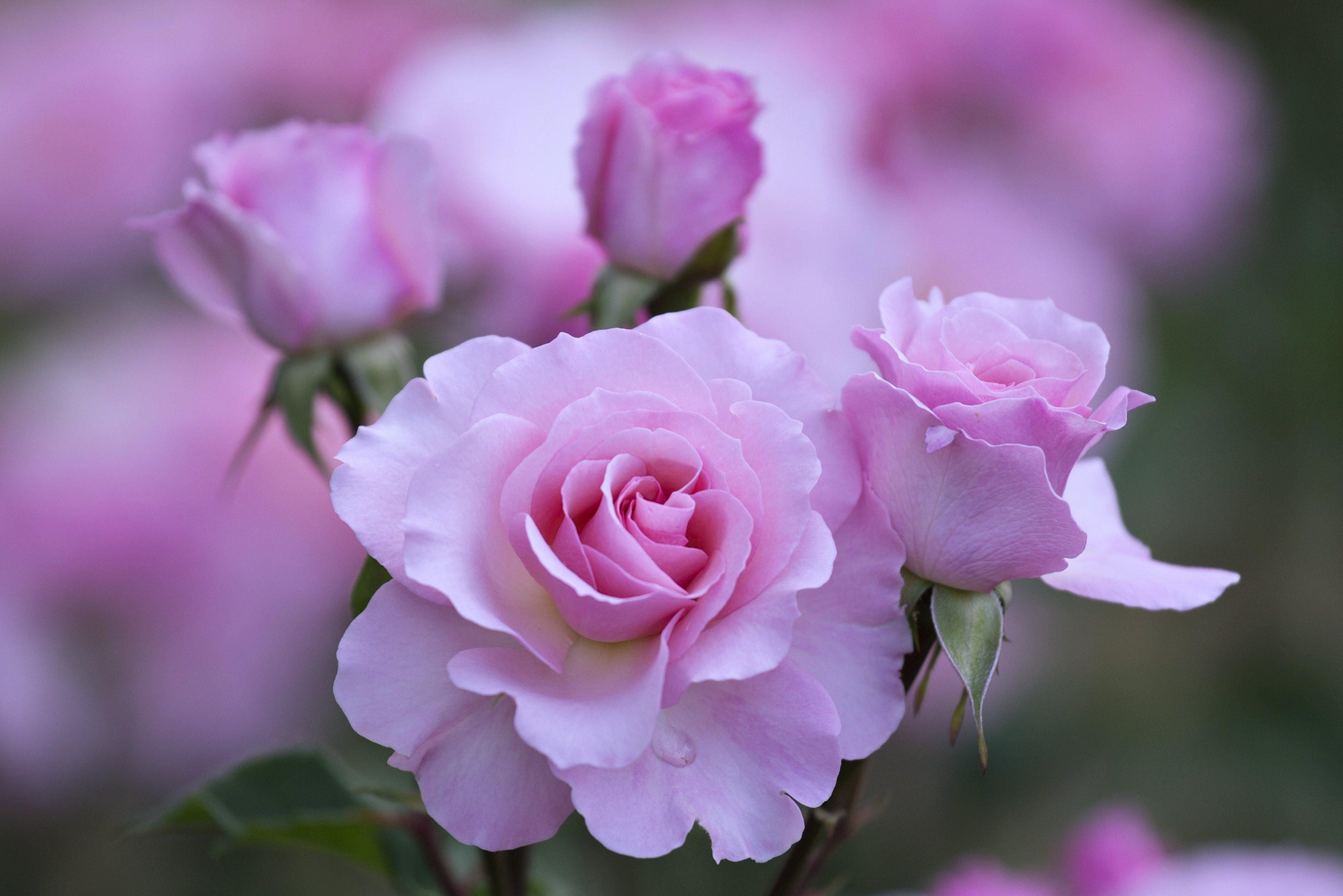 Beautiful Pink Roses Wallpapers - Top Free Beautiful Pink Roses ...