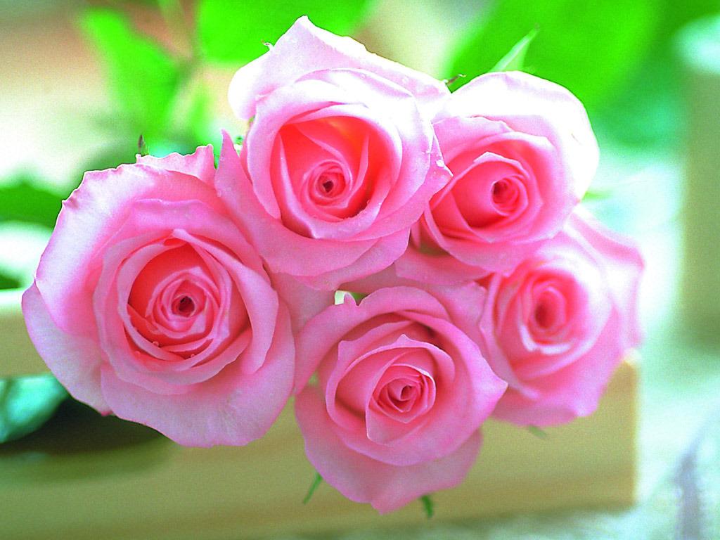 Beautiful Pink Roses Wallpapers - Top Free Beautiful Pink Roses ...
