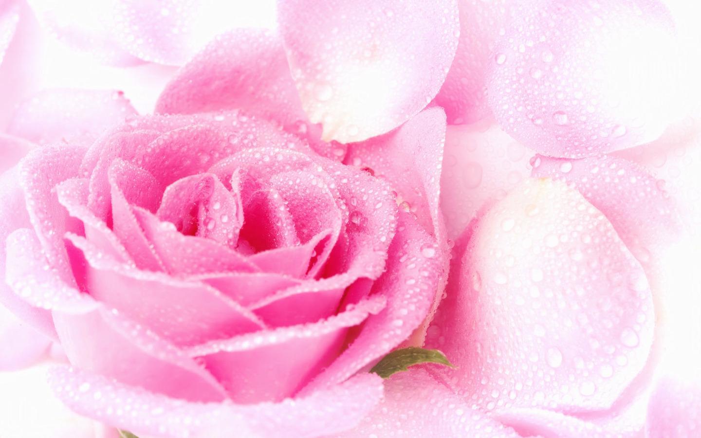 Beautiful Pink Roses Wallpapers - Top Free Beautiful Pink Roses ...