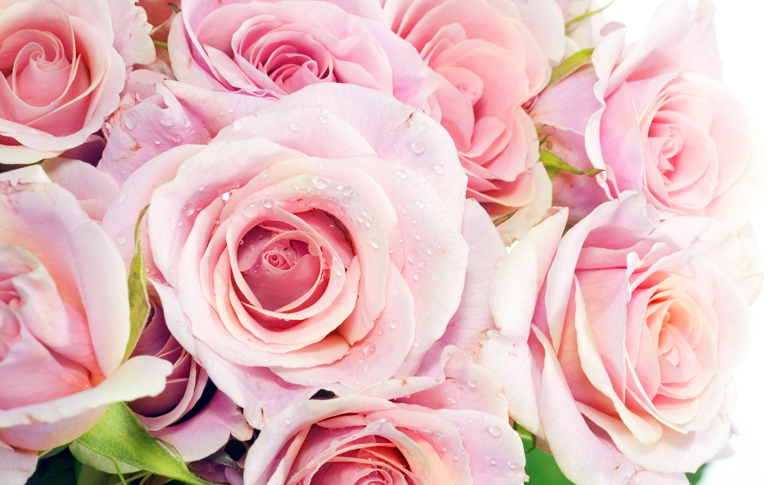 Beautiful Pink Roses Wallpapers - Top Free Beautiful Pink Roses ...