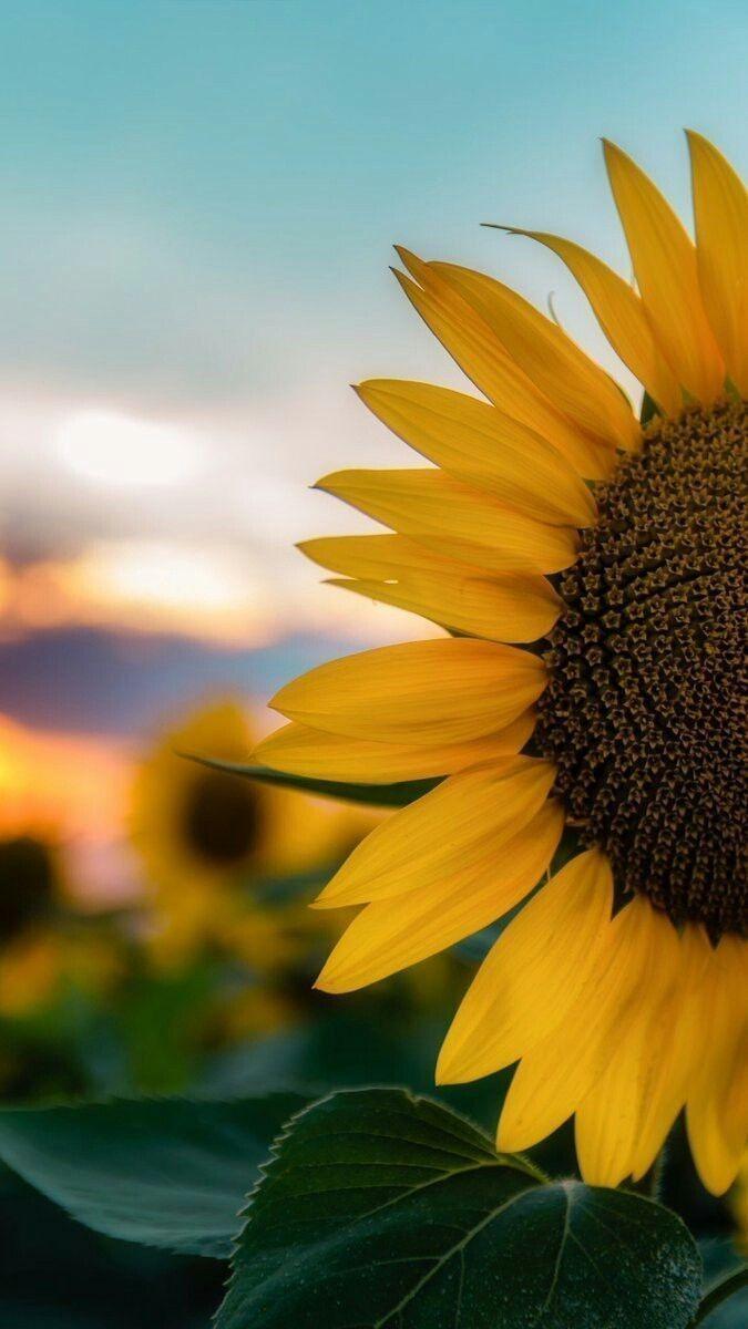Beautiful Sunflowers Wallpapers - Top Free Beautiful Sunflowers ...