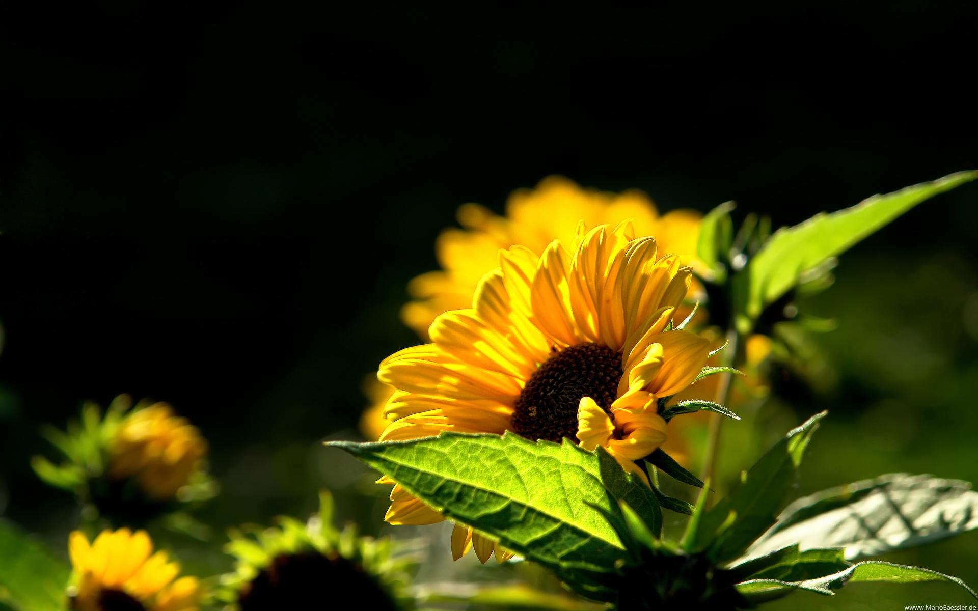 Beautiful Sunflowers Wallpapers - Top Free Beautiful Sunflowers ...