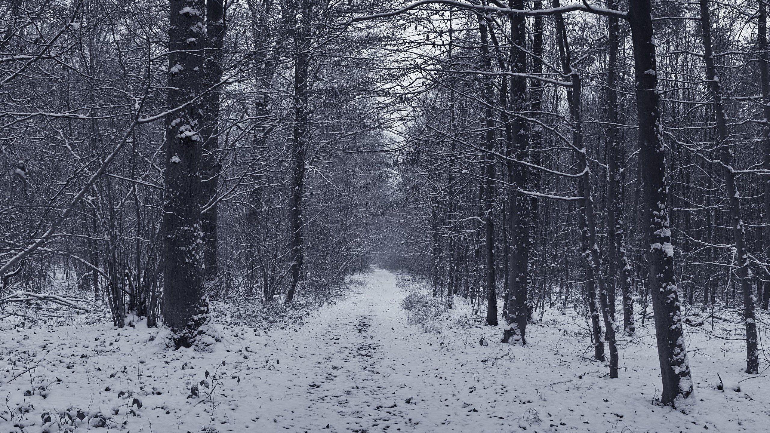 Dark Winter Desktop Wallpapers - Top Free Dark Winter Desktop ...