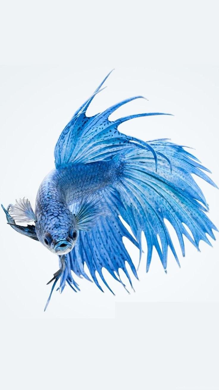 Blue Betta Fish Wallpapers - Top Free Blue Betta Fish Backgrounds ...