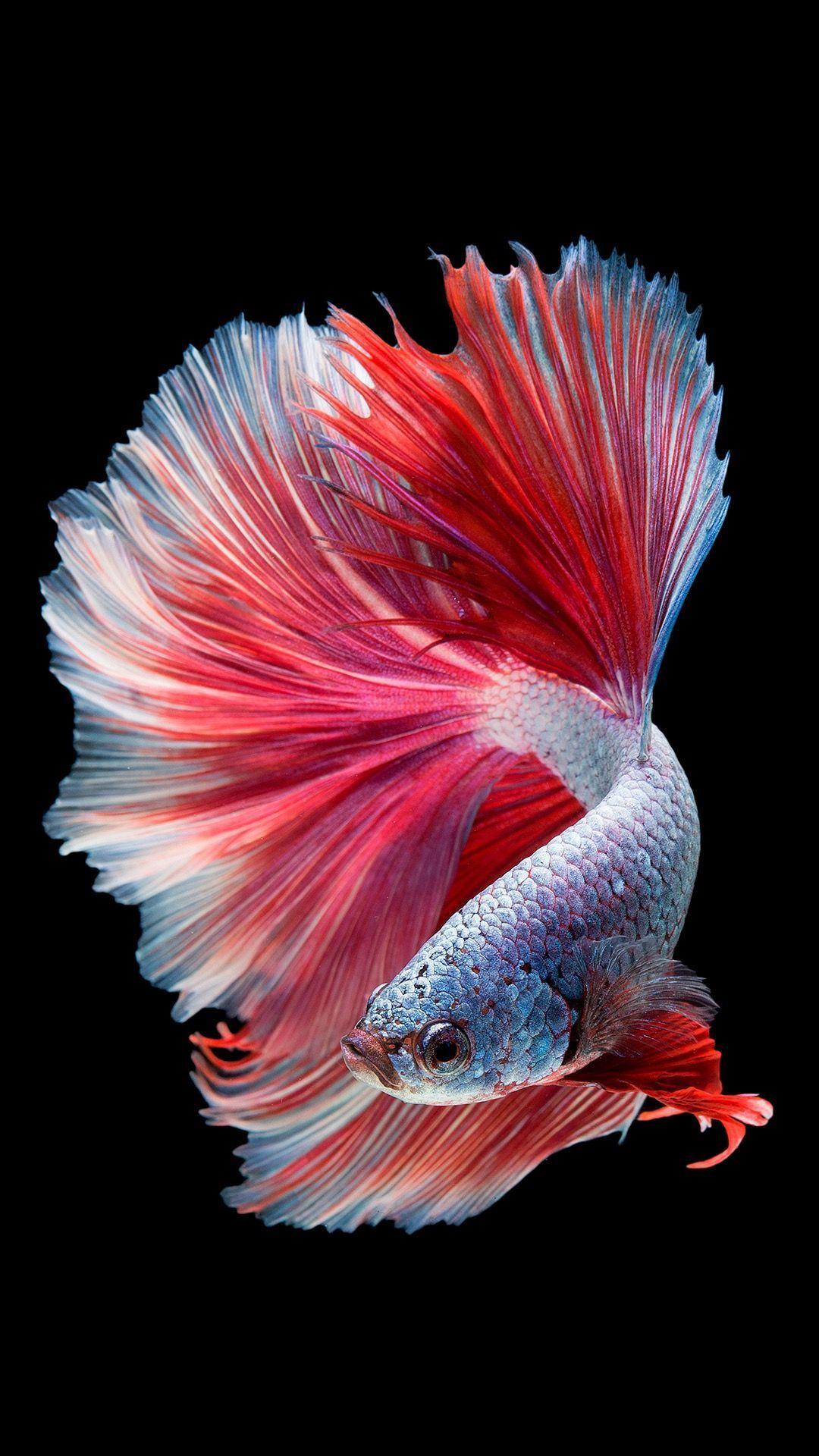 Blue Betta Fish Wallpapers - Top Free Blue Betta Fish Backgrounds ...
